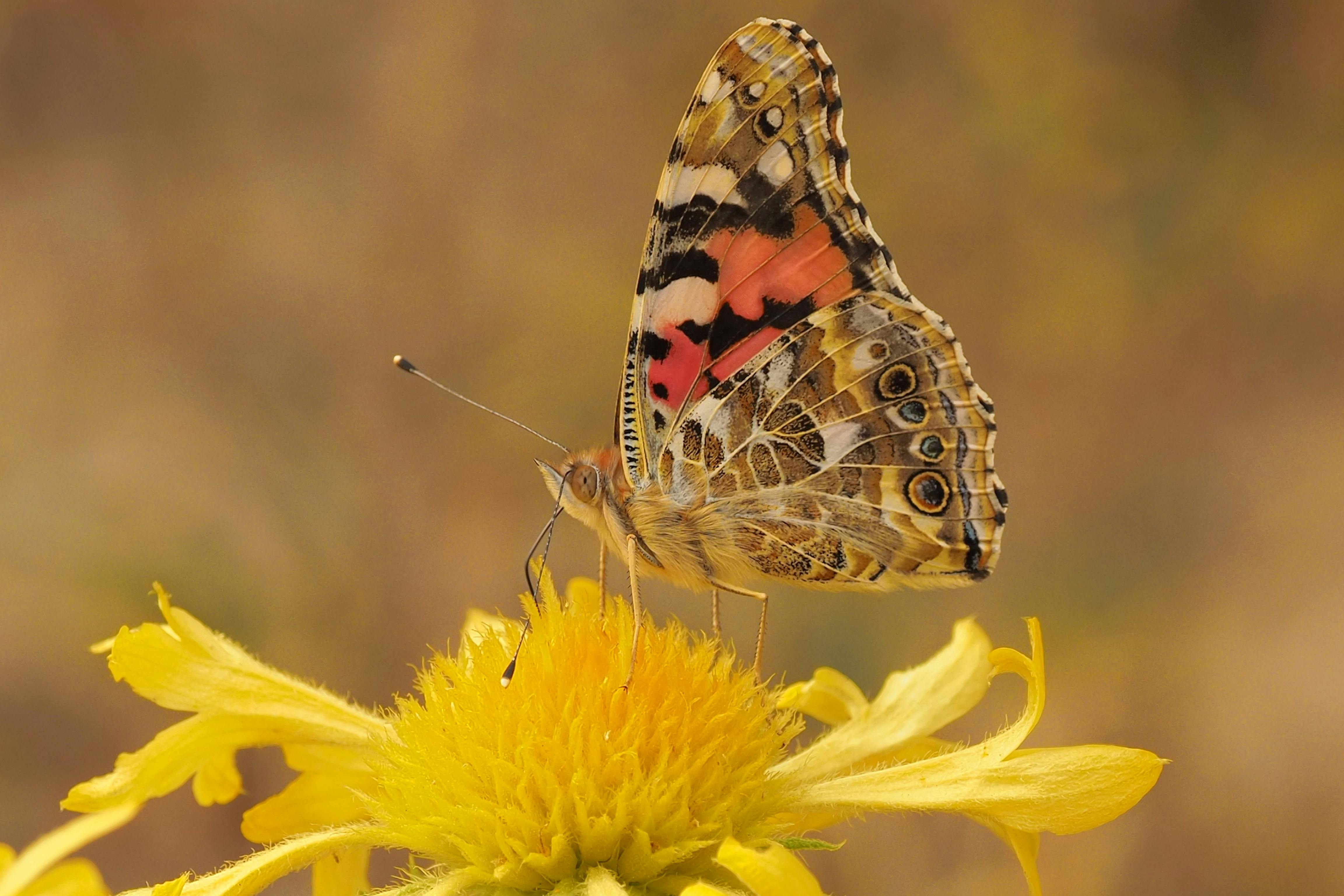 Oreng Butterfly Photos, Download Free Oreng Butterfly Stock Photos & HD ...