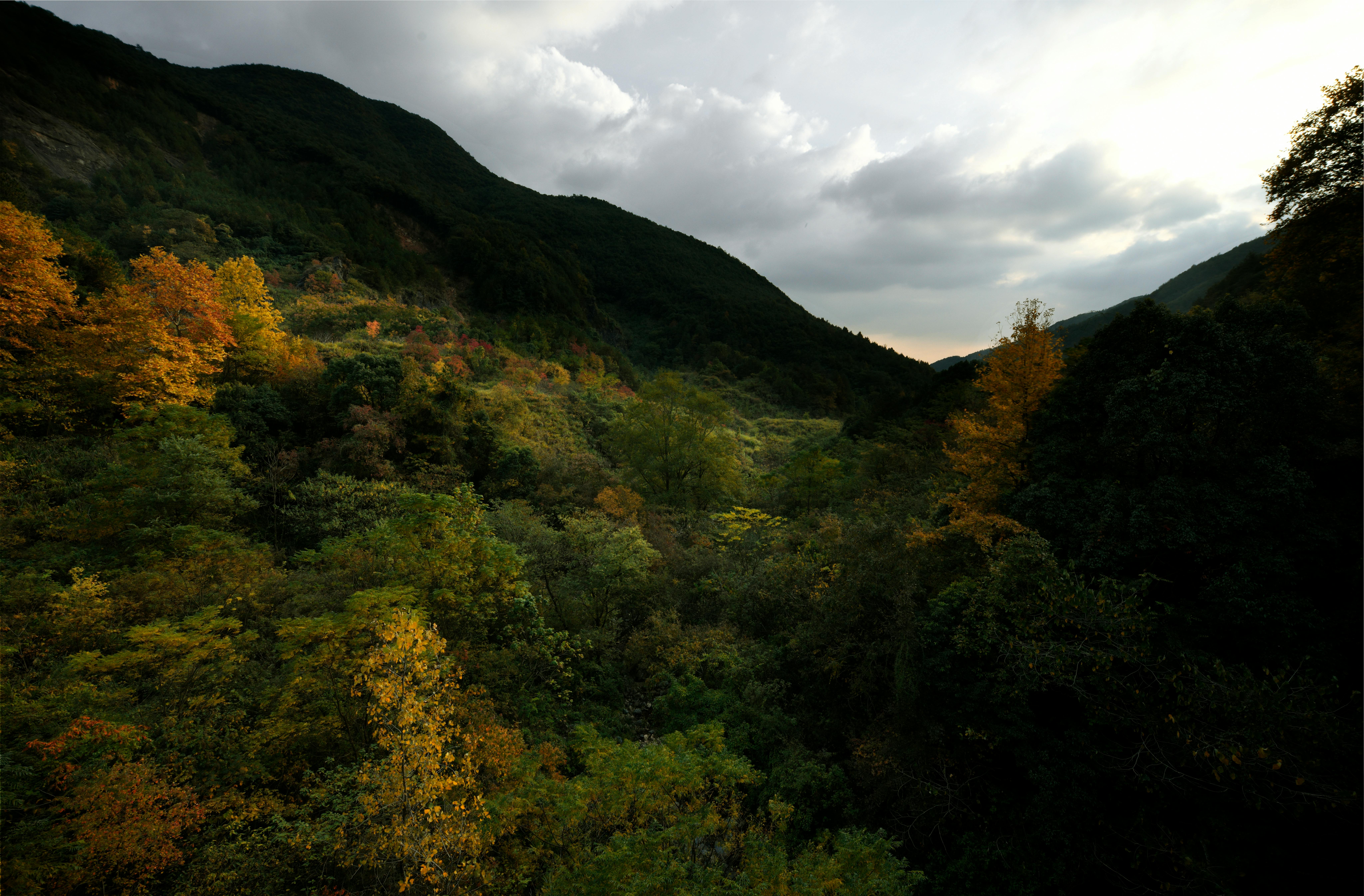 Autumn Trees Near Mountain · Free Stock Photo
