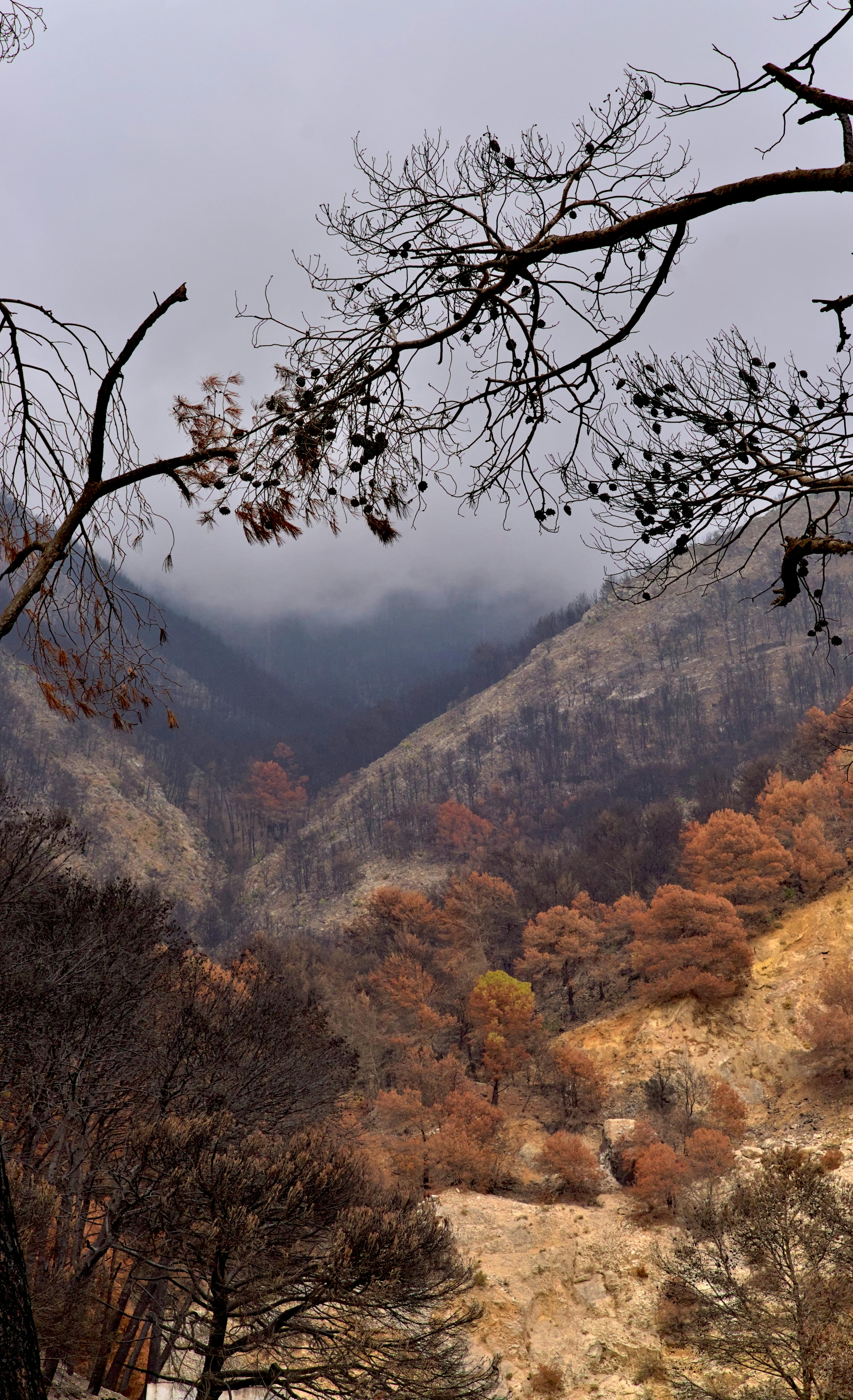 Sapling Forest Photos, Download Free Sapling Forest Stock Photos & HD ...