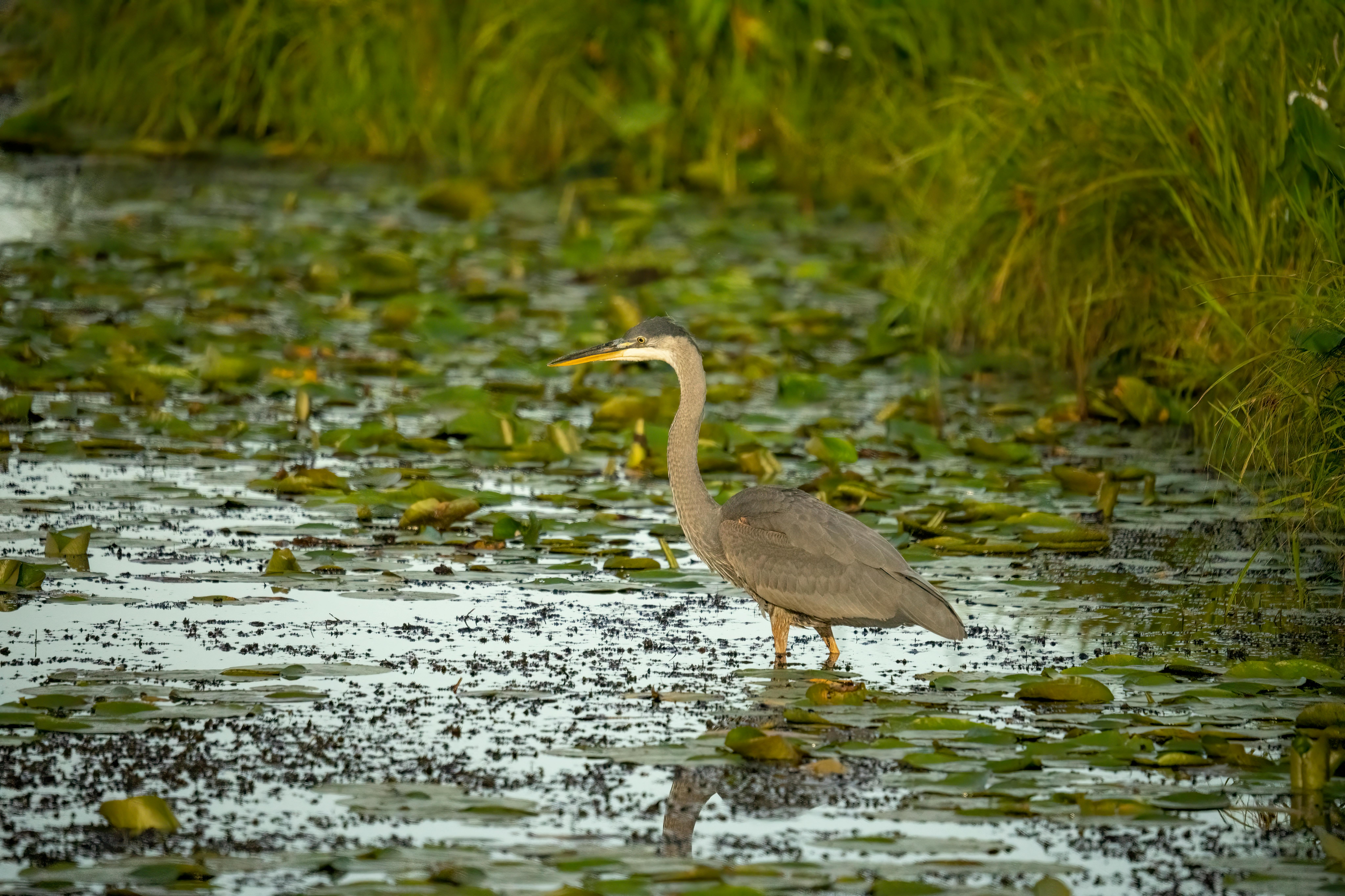 White and Grey Feather Bird Perch on Stone Near Body of Water during ...