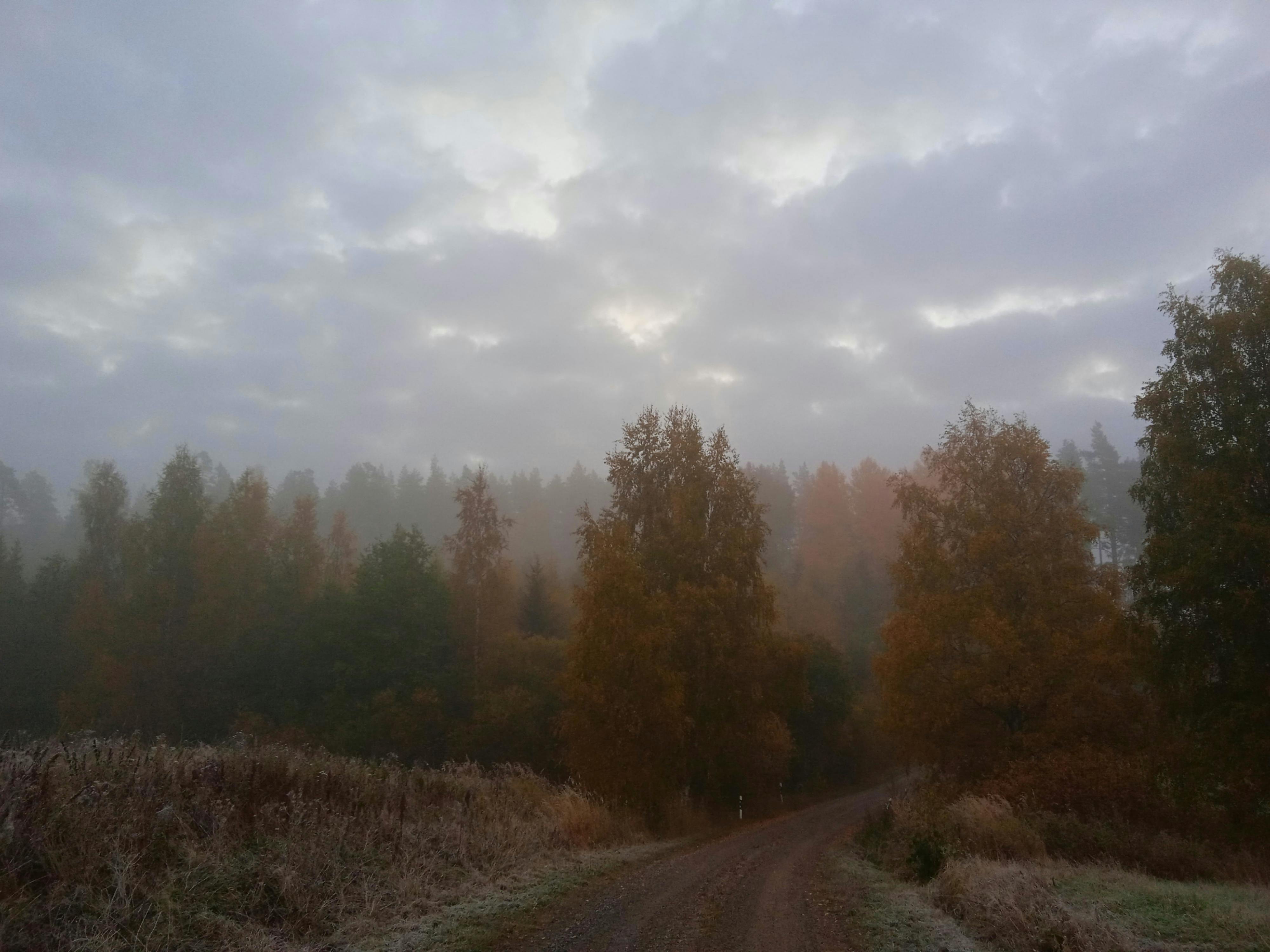 Fall And Foggy Photos, Download Free Fall And Foggy Stock Photos & HD ...
