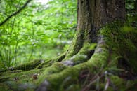 19 Tree trunk Synonyms. Similar words for Tree trunk.