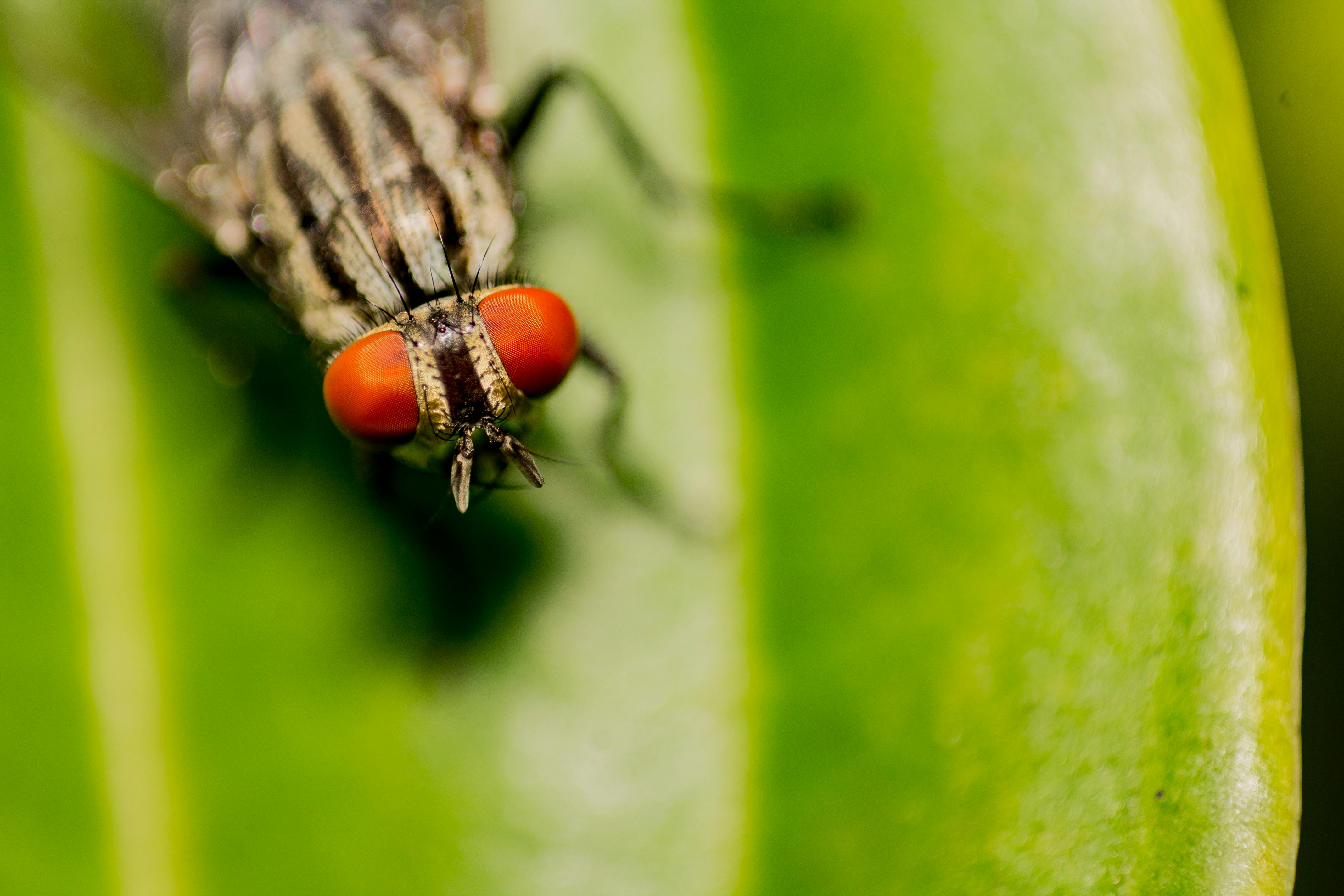 Close-Up Shot of a Fly · Free Stock Photo