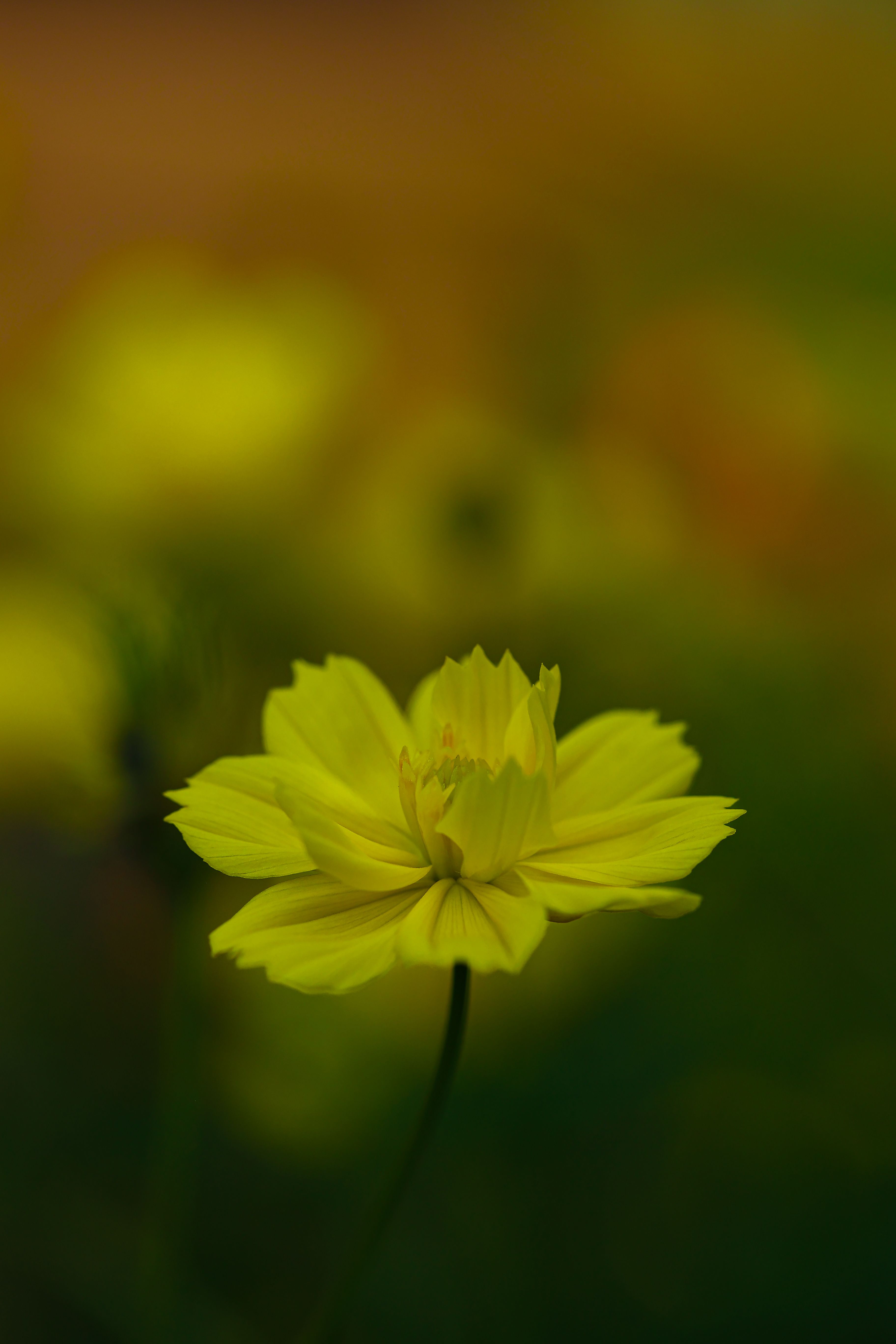 A Blooming Sulfur Cosmos Flower · Free Stock Photo
