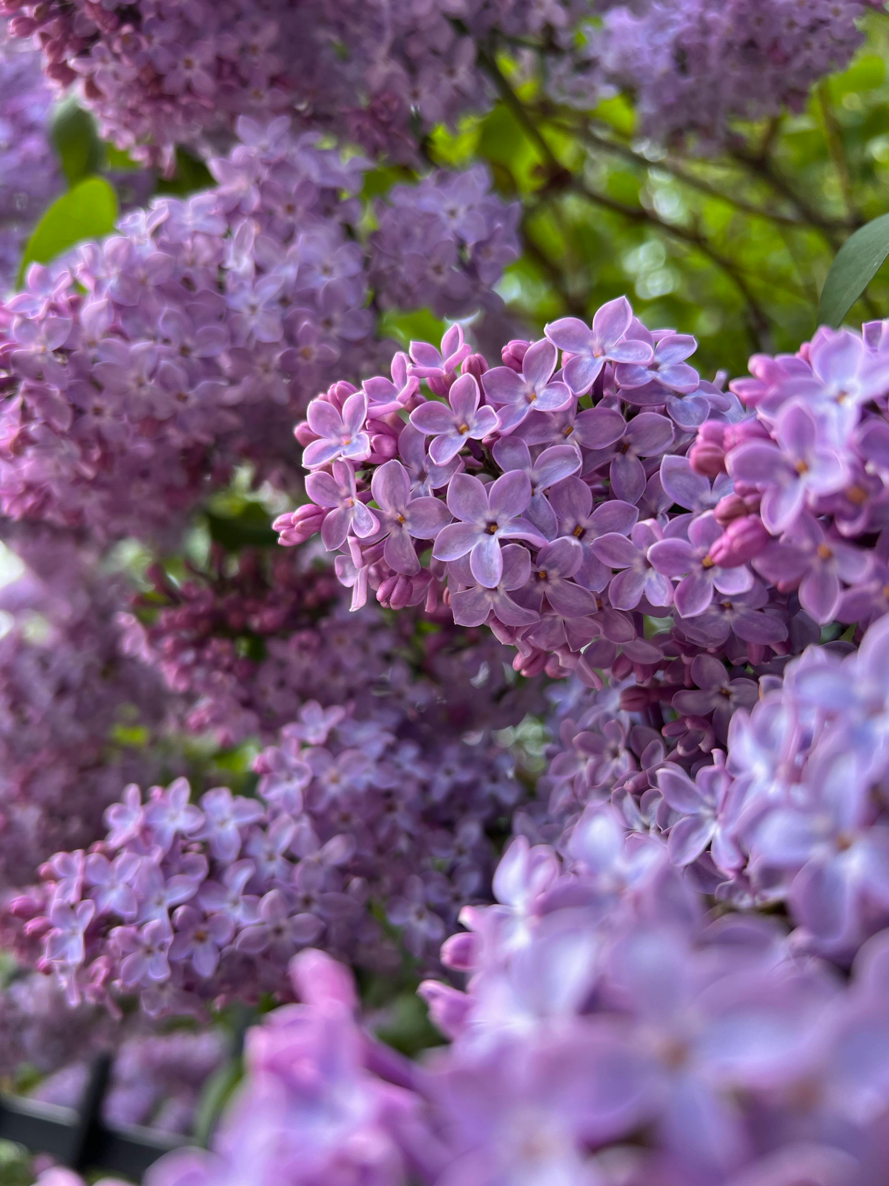 Close-Up Shot of Blooming Common Lilac Flowers · Free Stock Photo