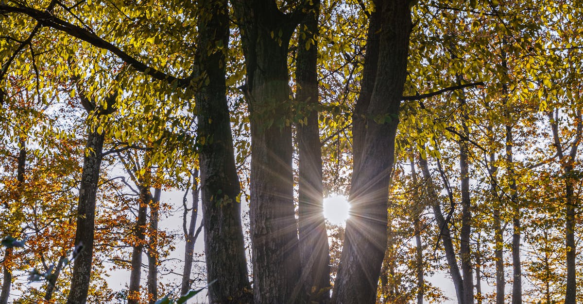 Sunrays Passing Through Forest Trees · Free Stock Photo Sunrays Passing Through Forest Trees · Free Stock Photo