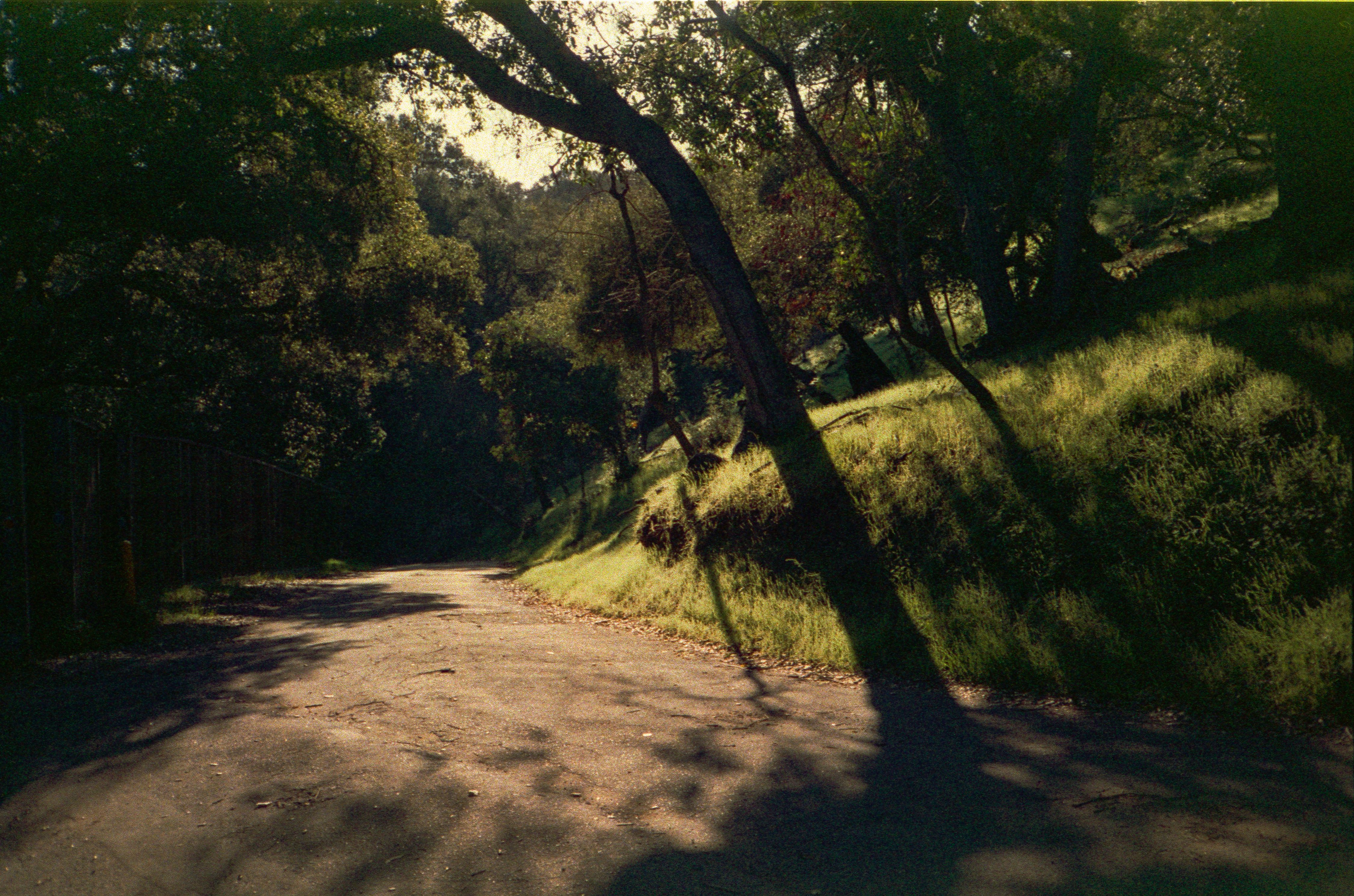 Unpaved Road in the Forest · Free Stock Photo