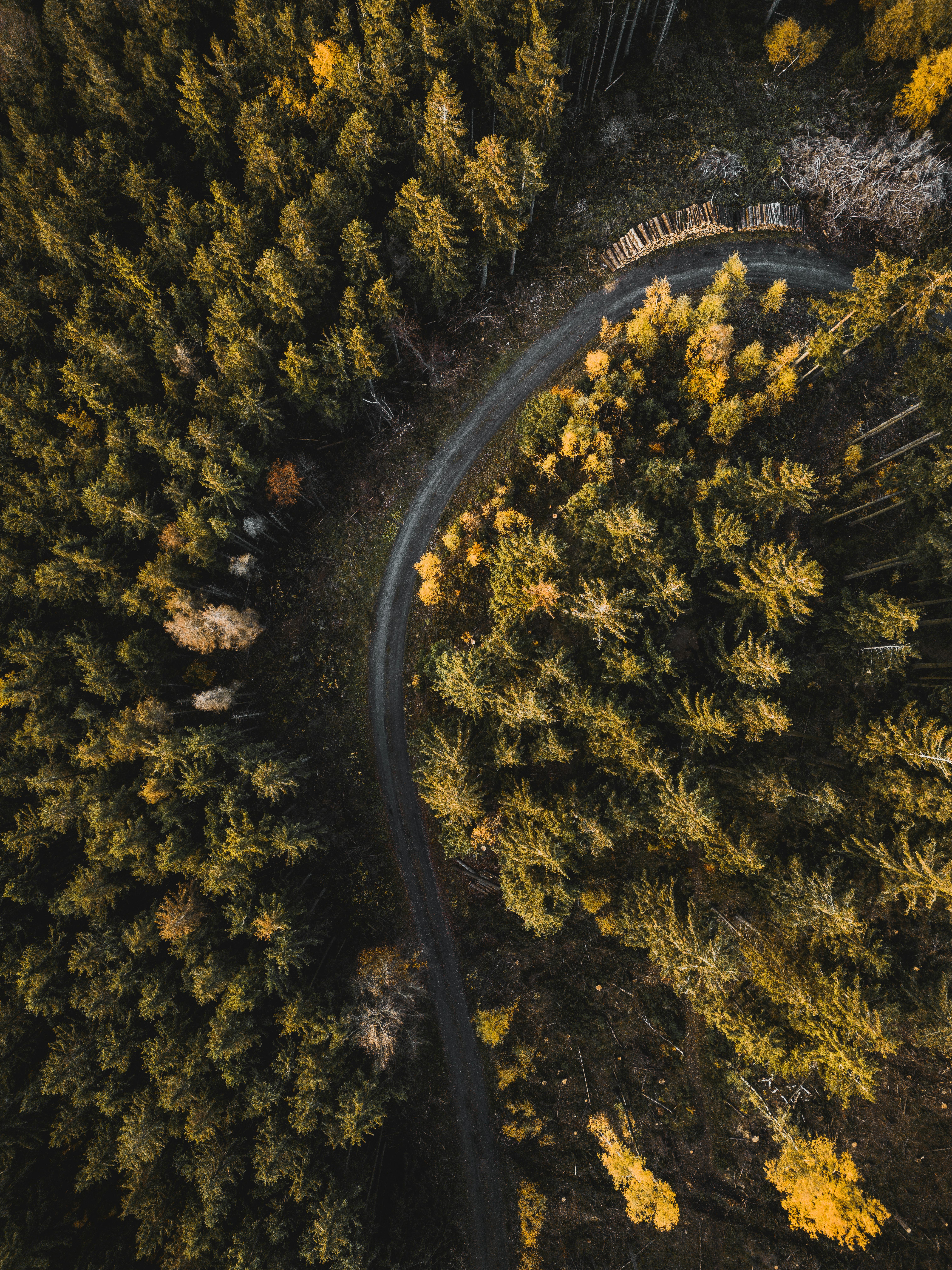 Road in Forest · Free Stock Photo