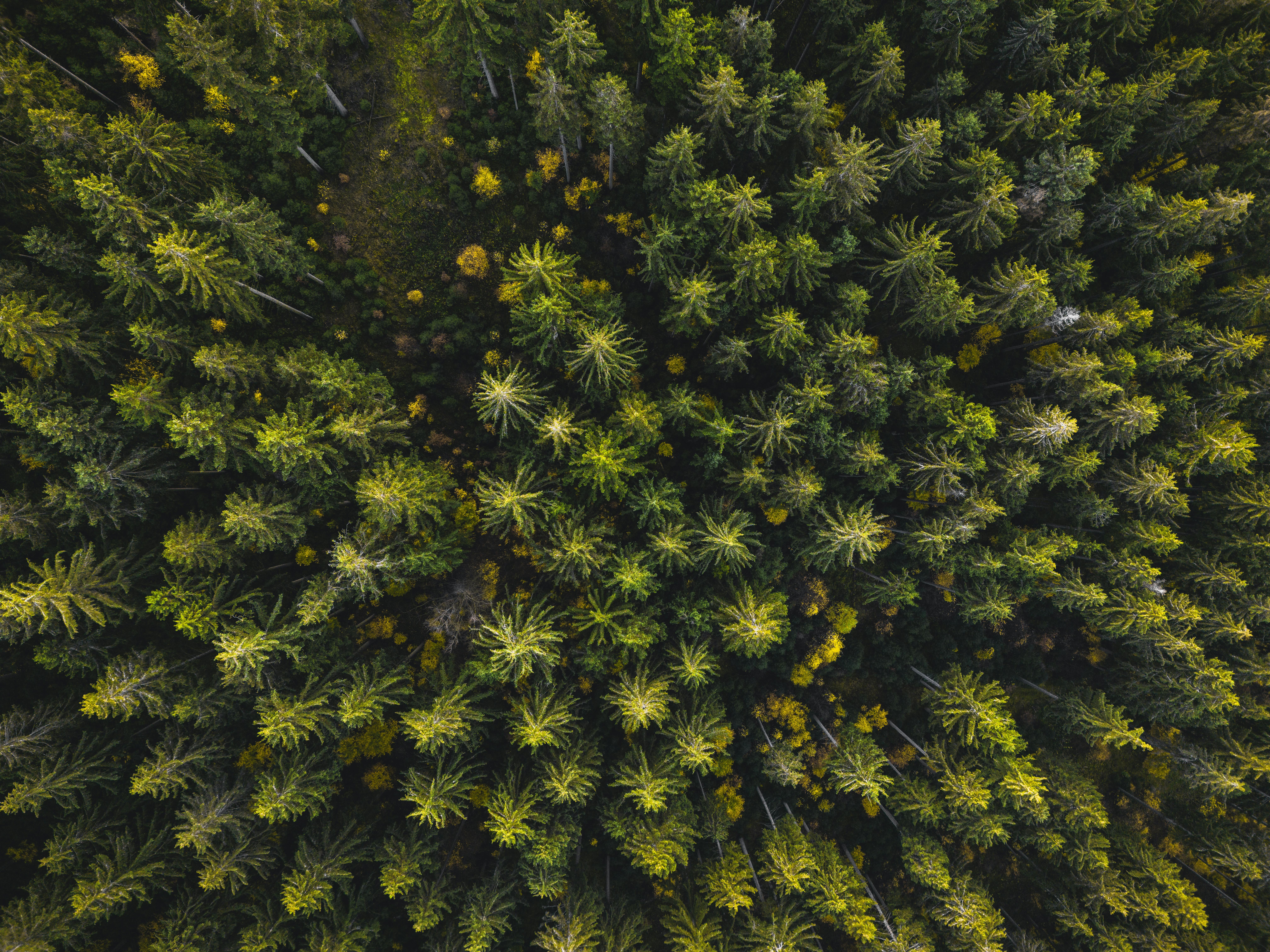 Forest Top View · Free Stock Photo