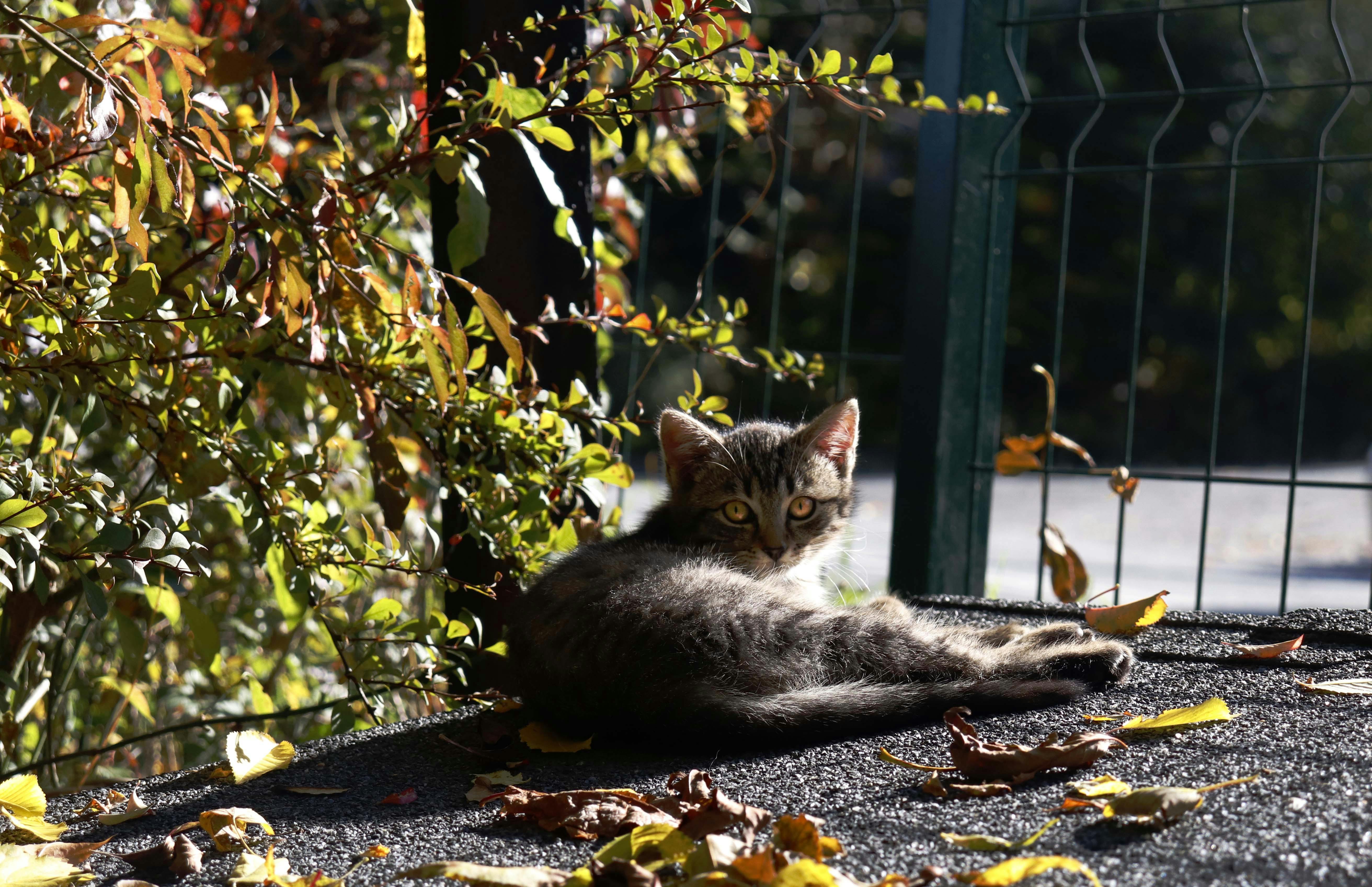 Bird Lying On the Ground Among Grass · Free Stock Photo