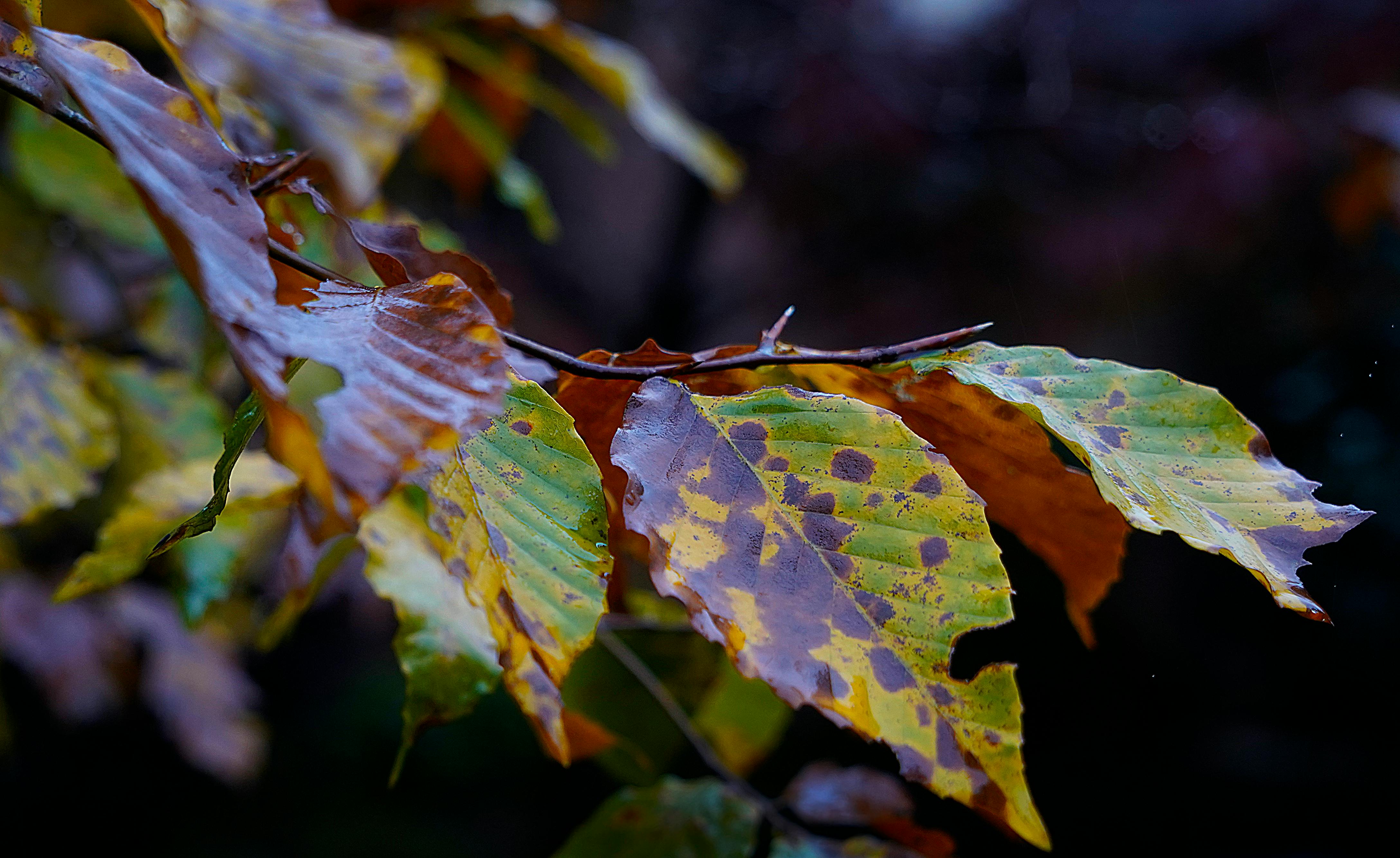 Lynn Nash - Photography