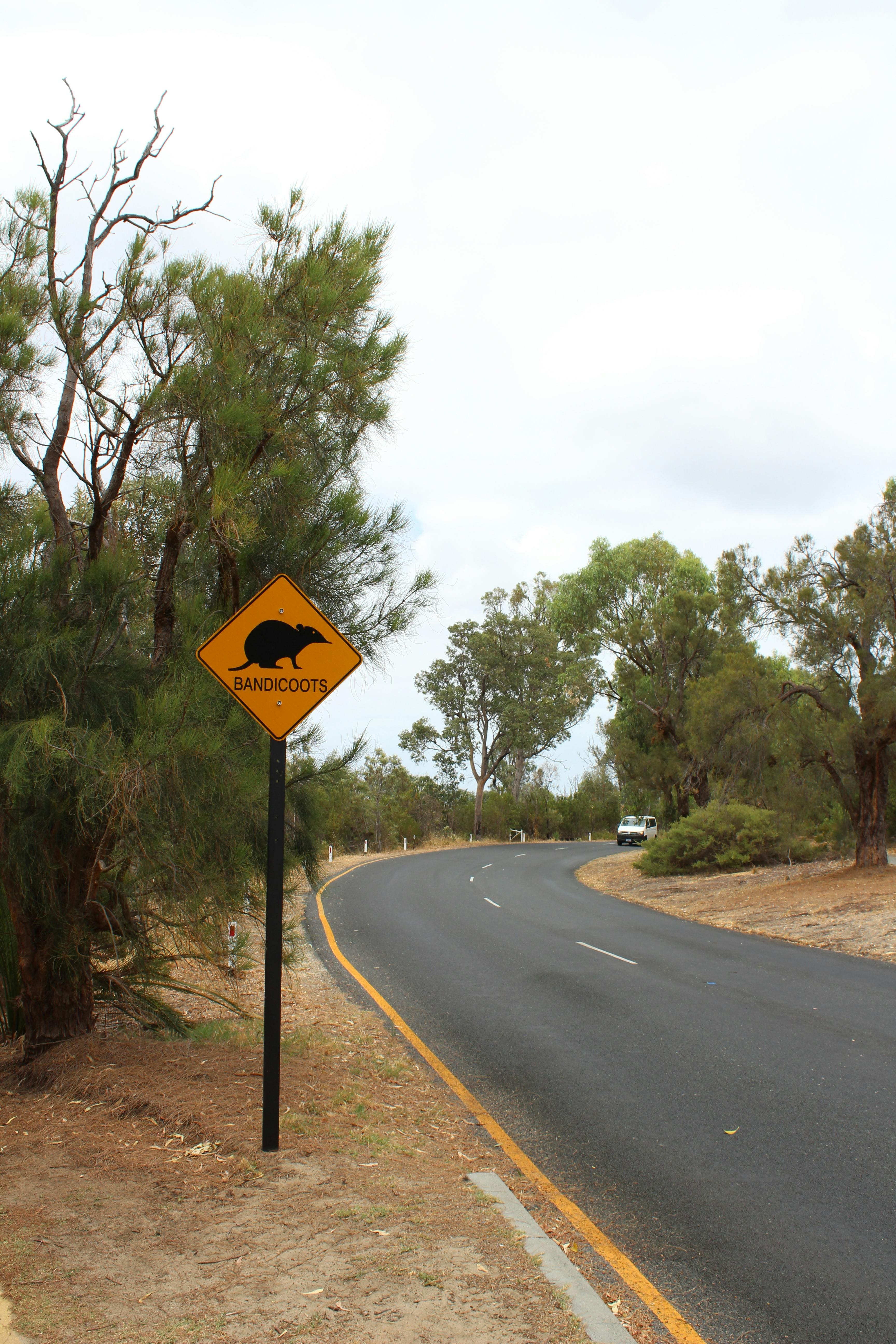 One Way Asphalt Road Through the Forest · Free Stock Photo
