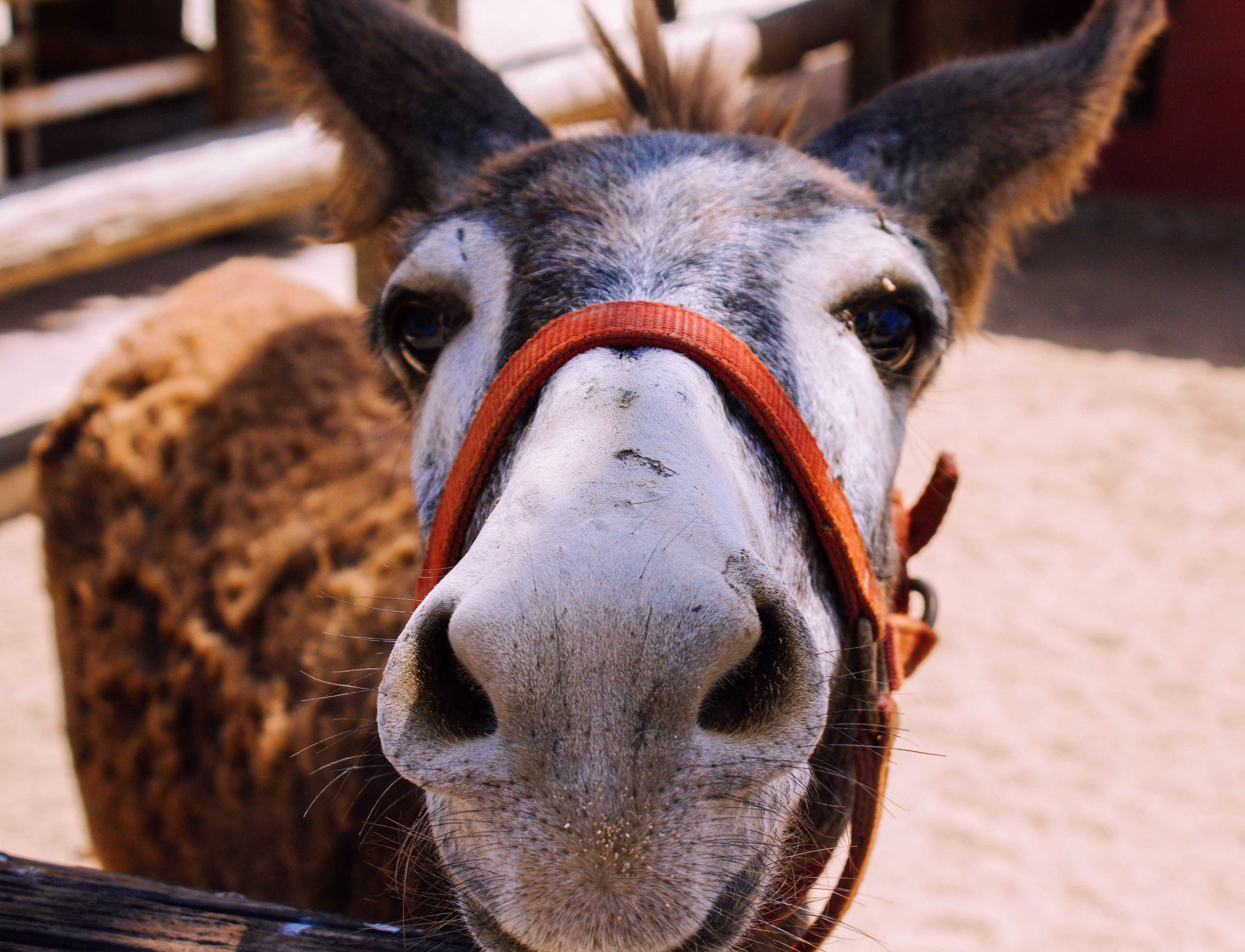 5,000+ Best Donkey Photos · 100% Free Download · Pexels Stock Photos