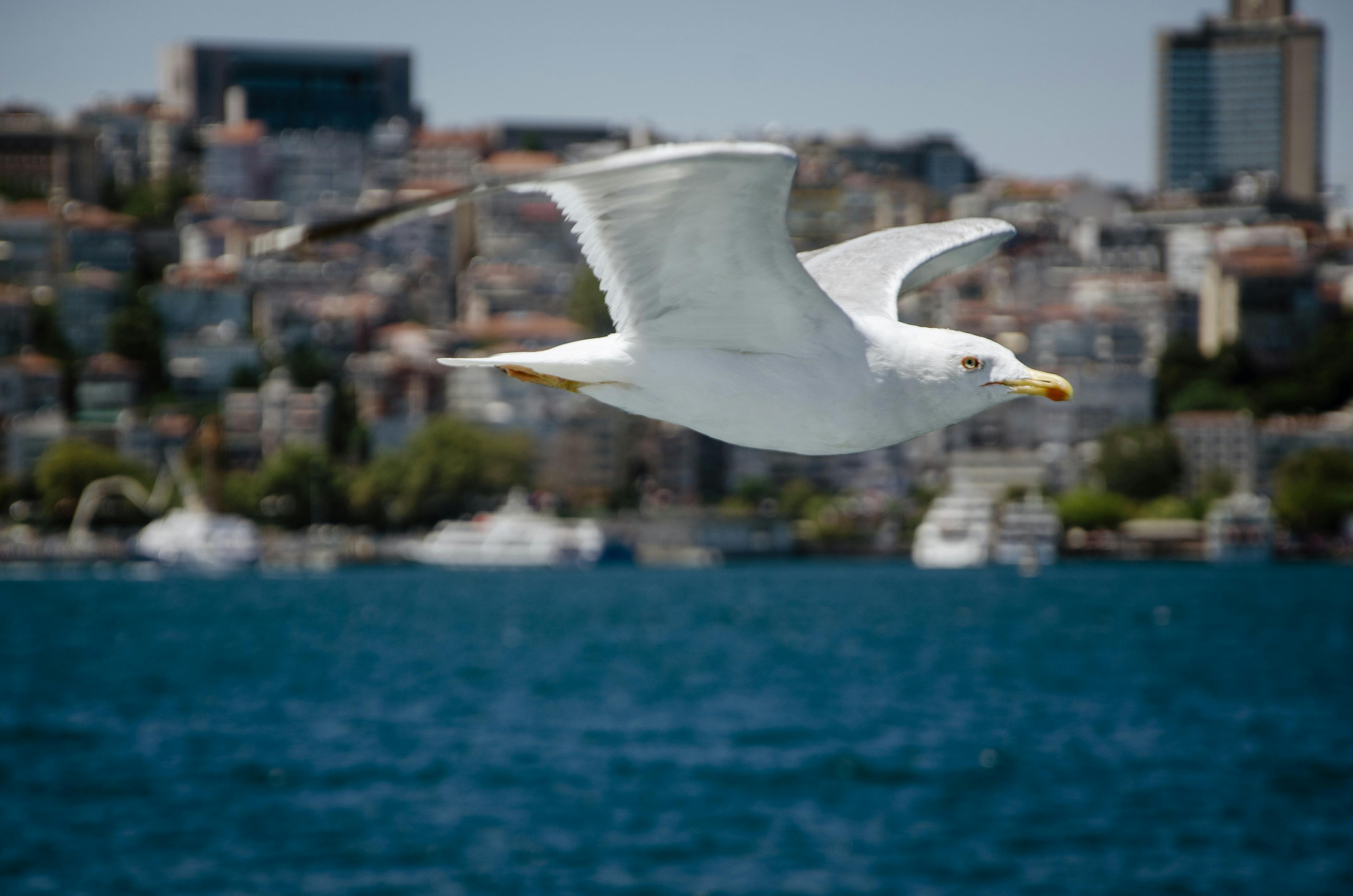 Birds Flying Under White Sky · Free Stock Photo
