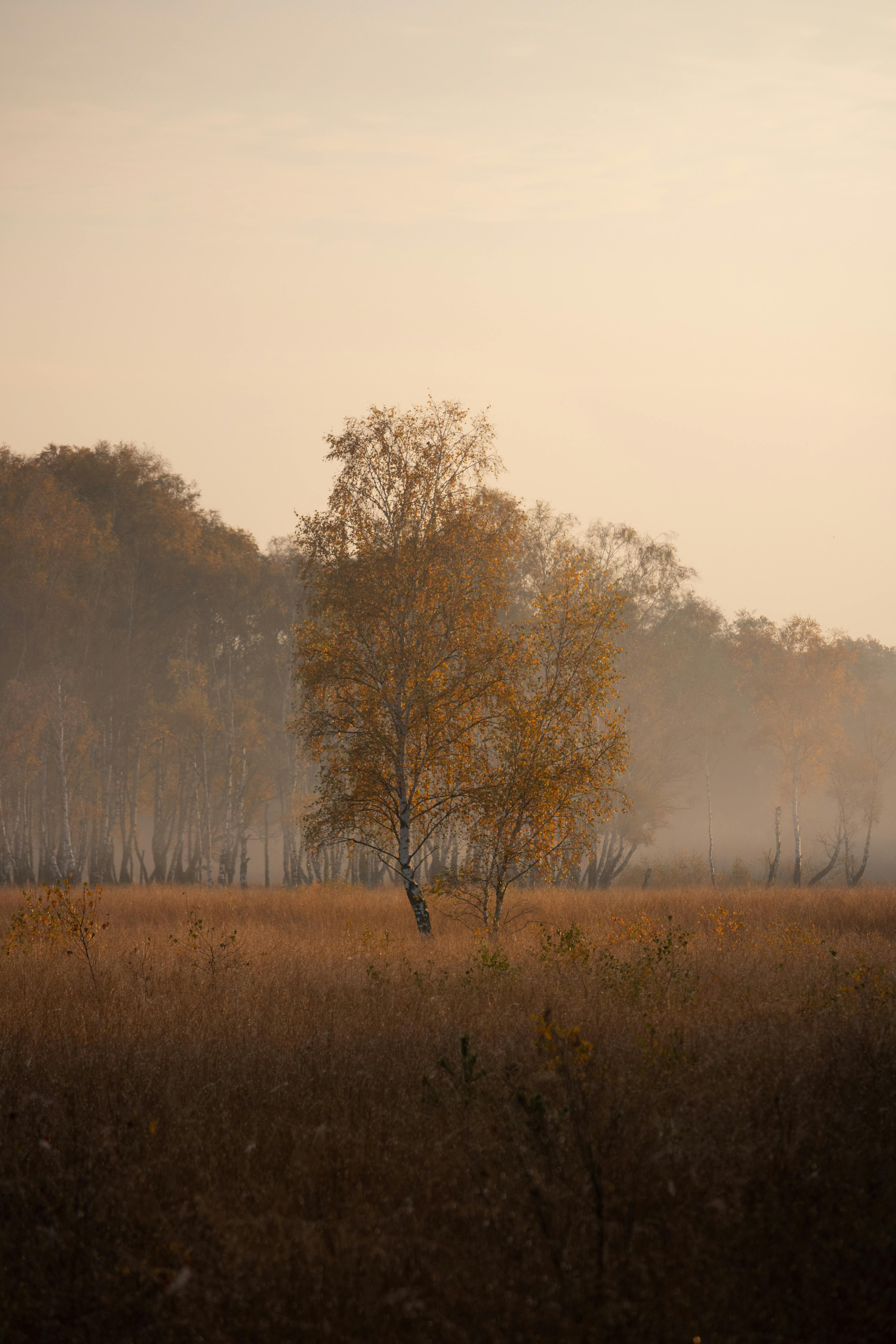 Trees on Brown Grass Field · Free Stock Photo
