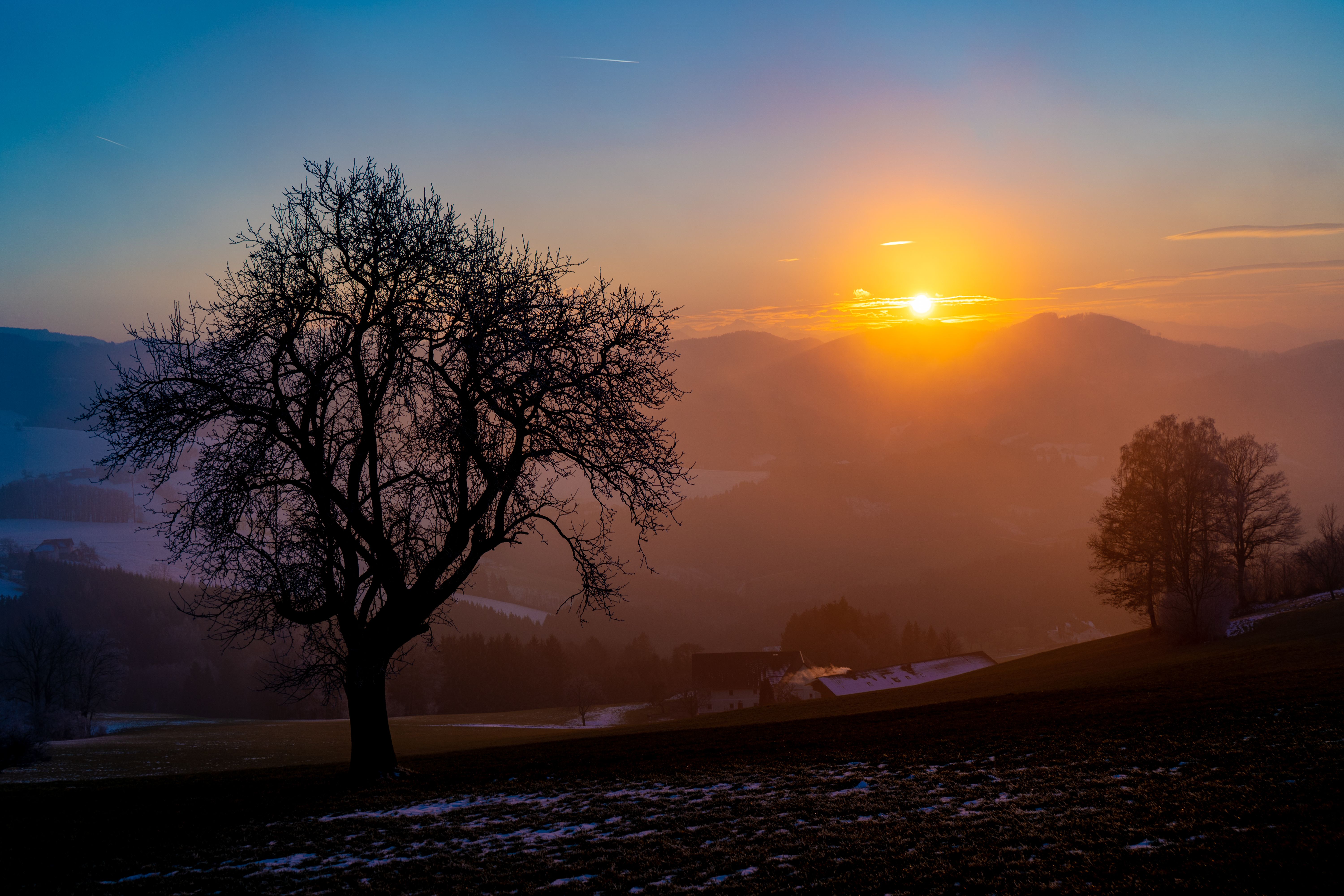 Leafless Tree During Sunset · Free Stock Photo