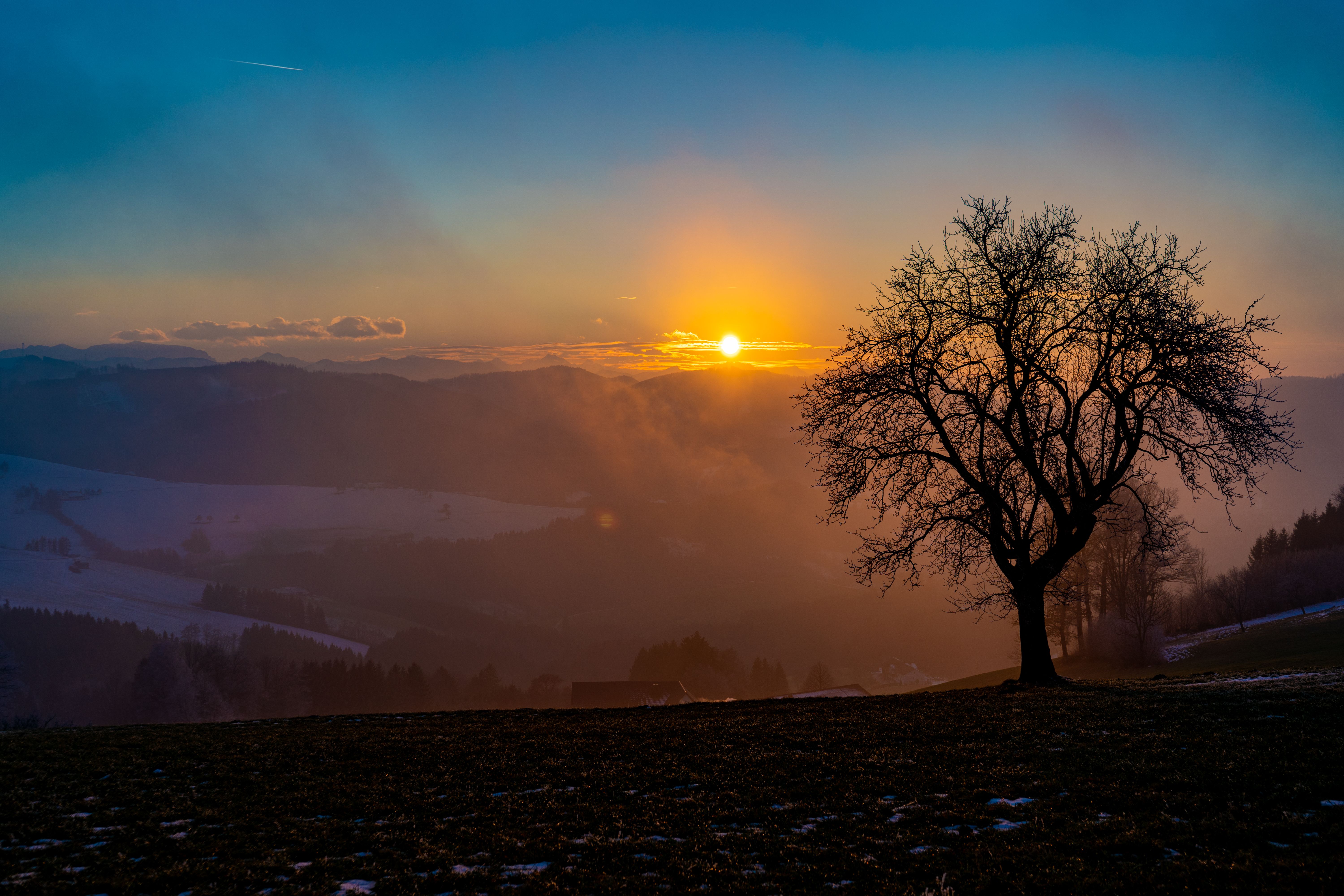 Silhouette of a Bare Tree during Sunset · Free Stock Photo