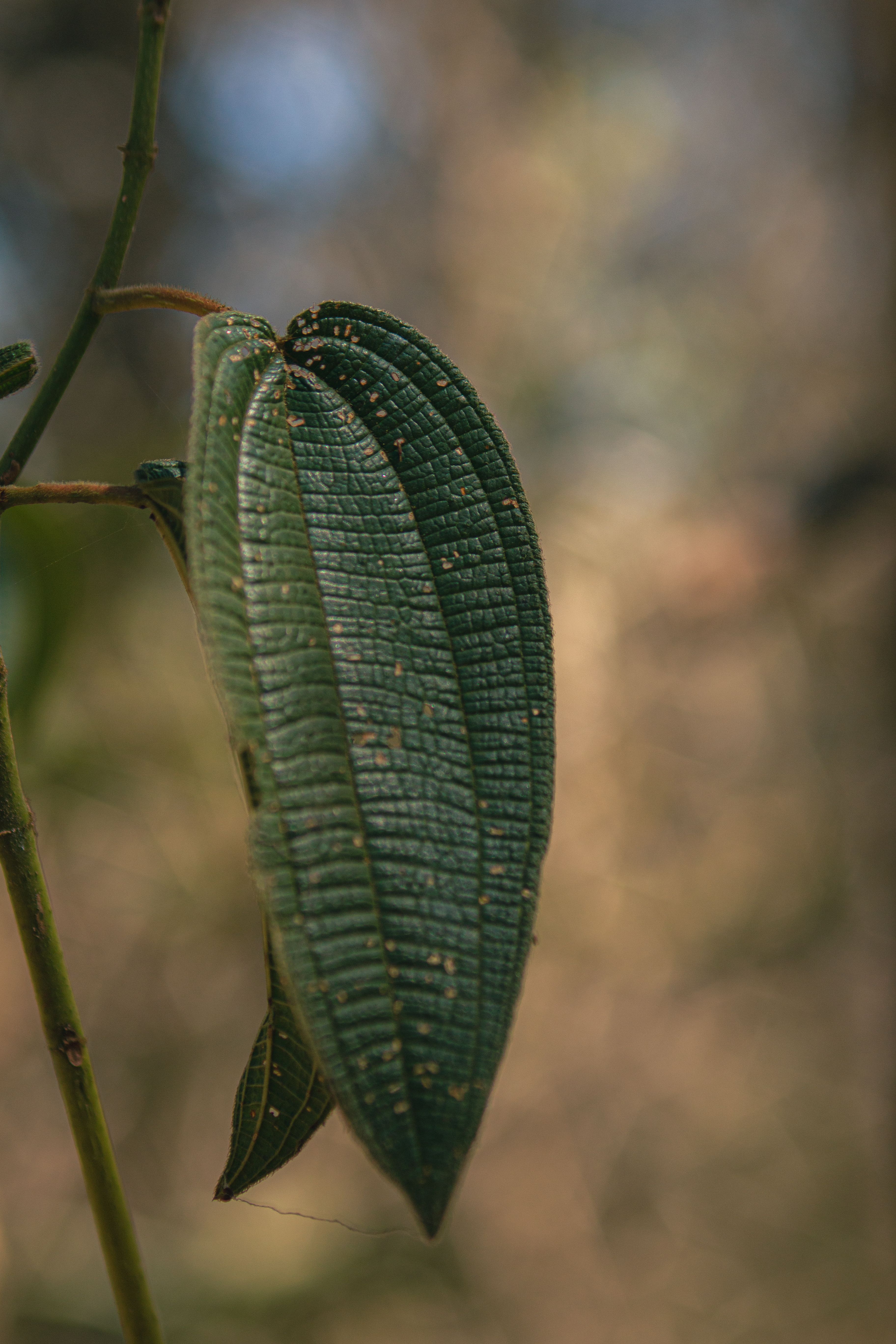 Close Up Photo of a Leaf · Free Stock Photo