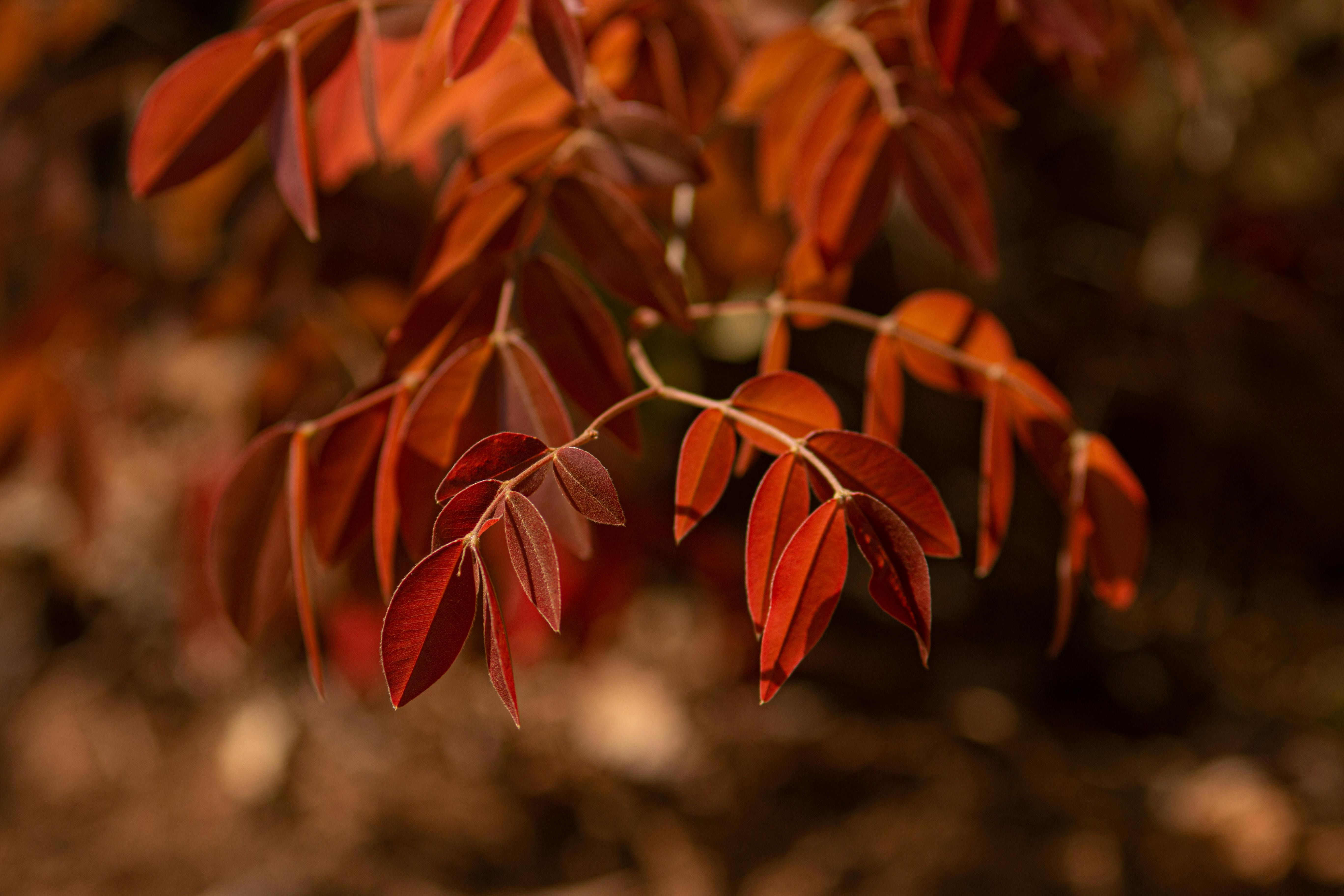 Brown Leaves of a Plant · Free Stock Photo