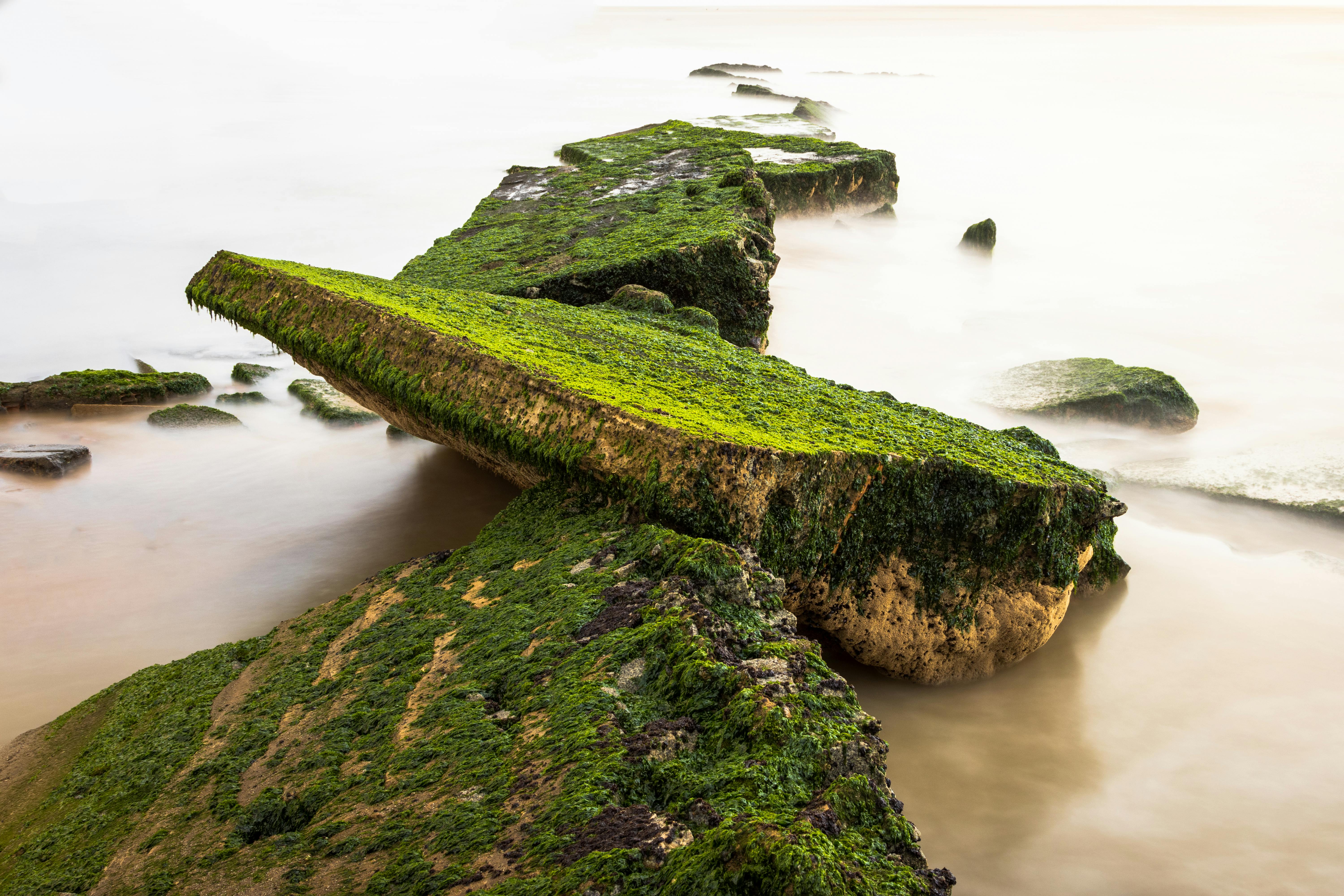 Coastal Rock Formations Covered in Algae · Free Stock Photo