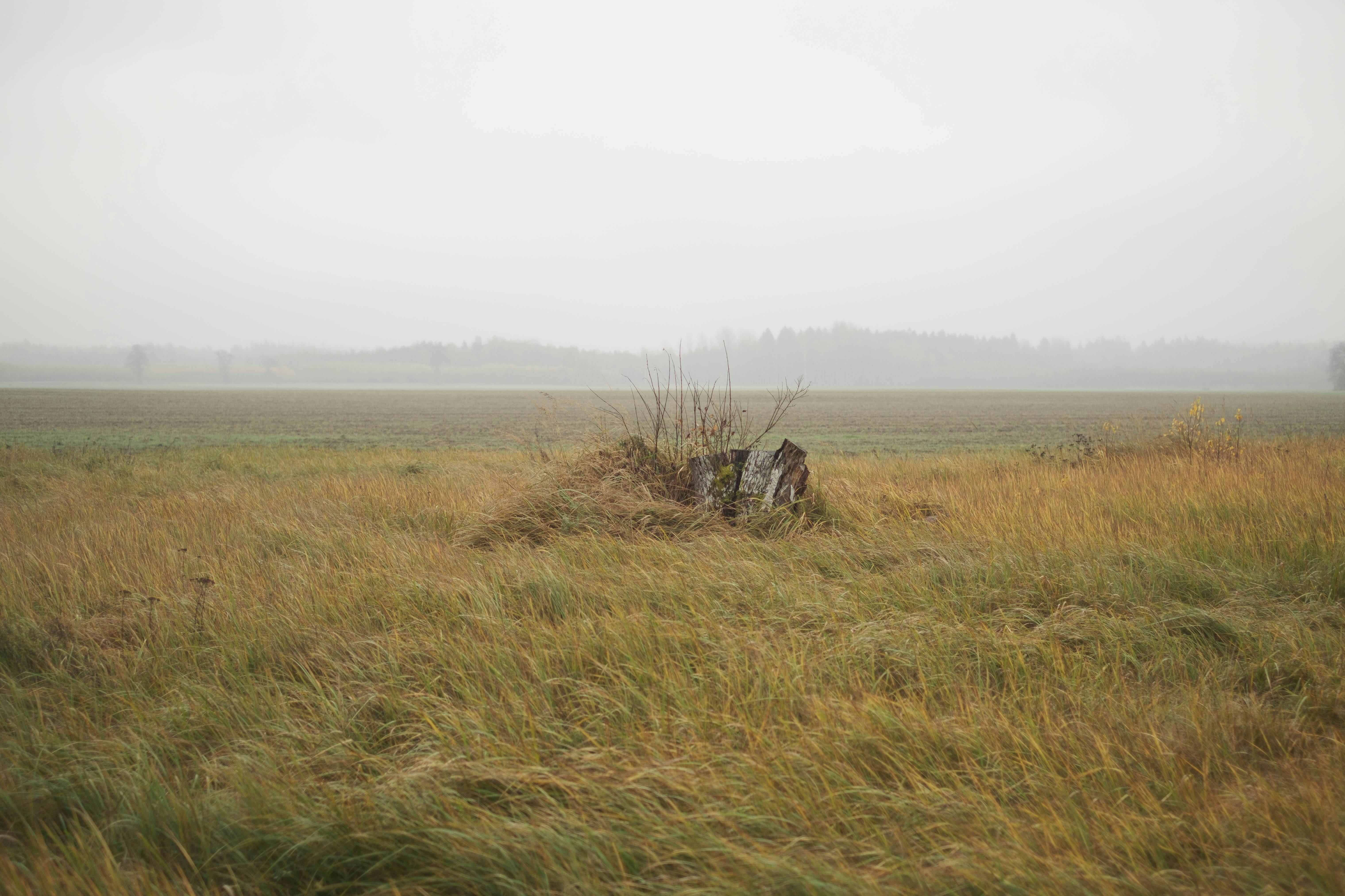Green Grass Field Under Gray Sky · Free Stock Photo