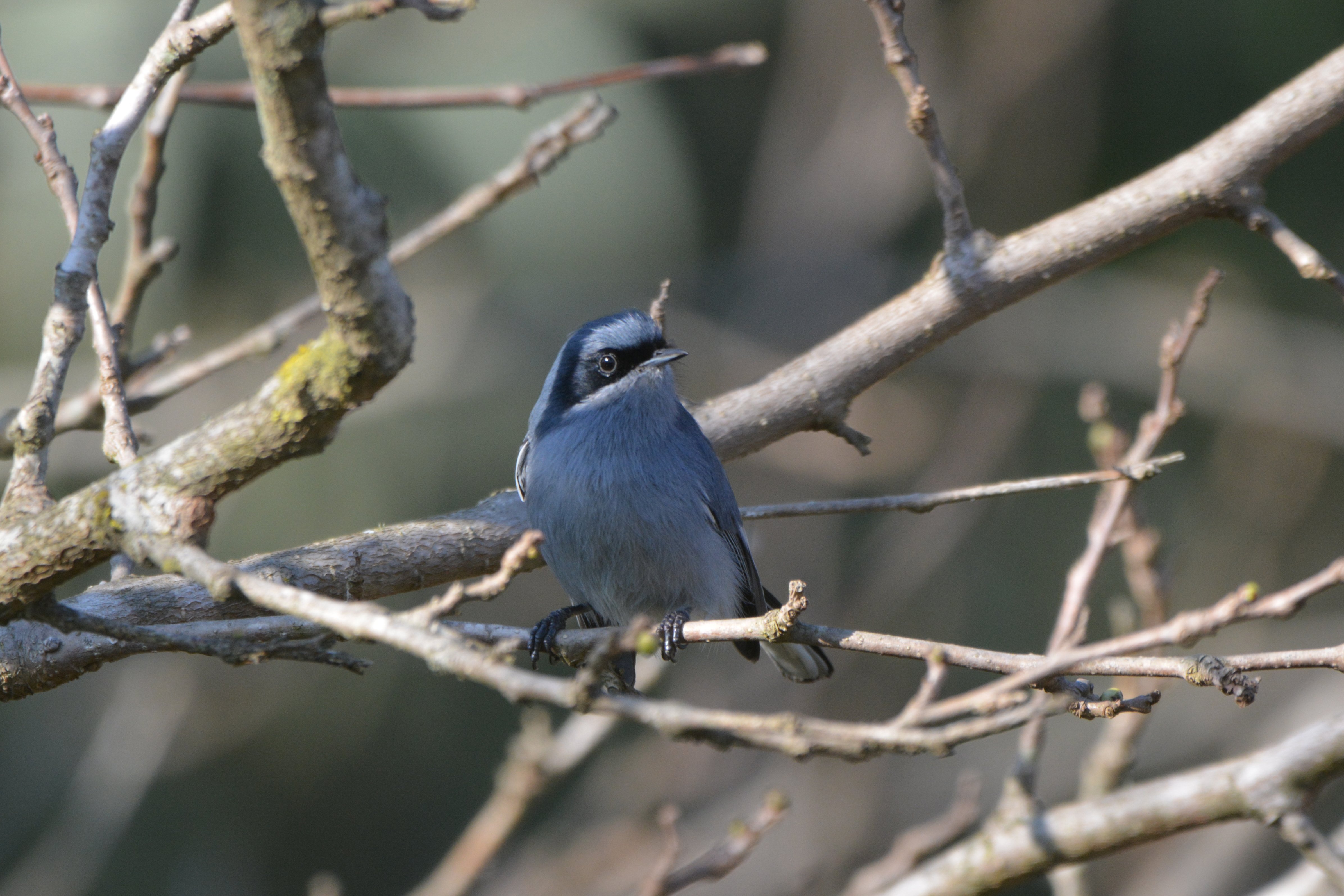 Photo of a Bird Perched on a Branch · Free Stock Photo