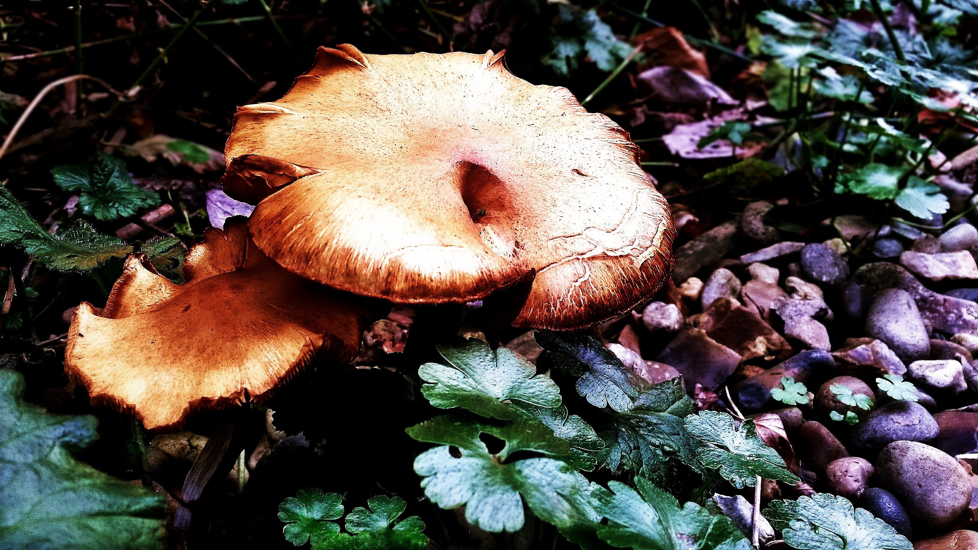 Free stock photo of fungi, mushrooms, nature