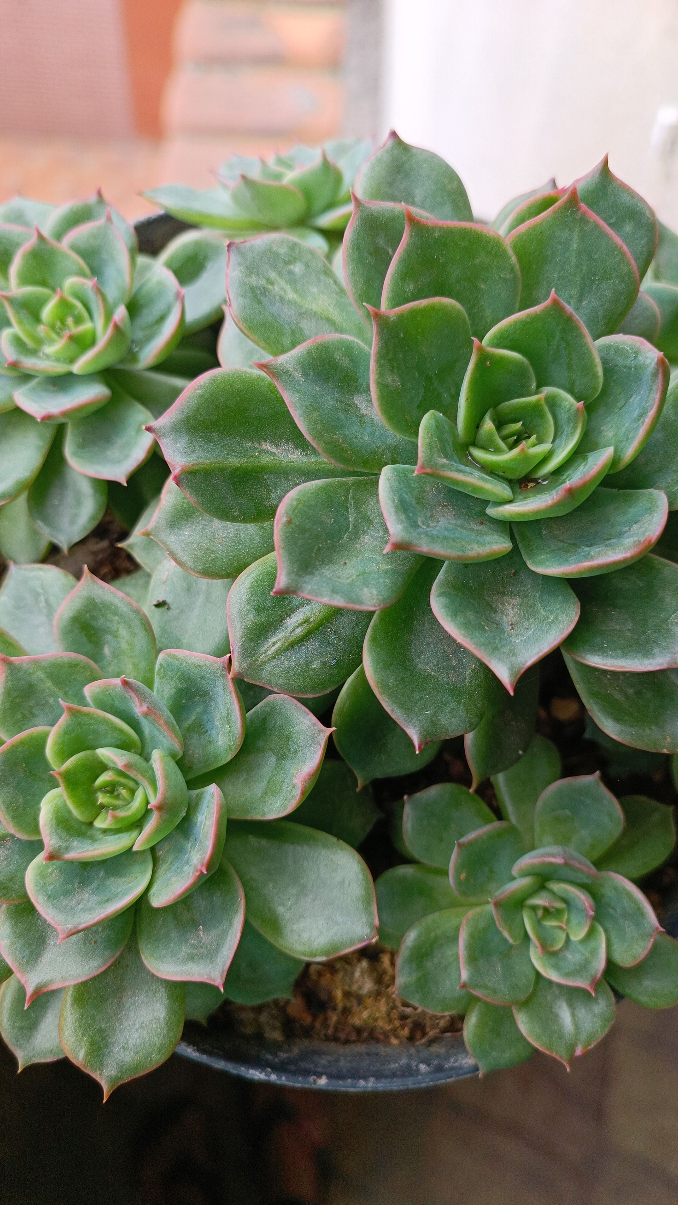 Green Plant Beside Wall · Free Stock Photo