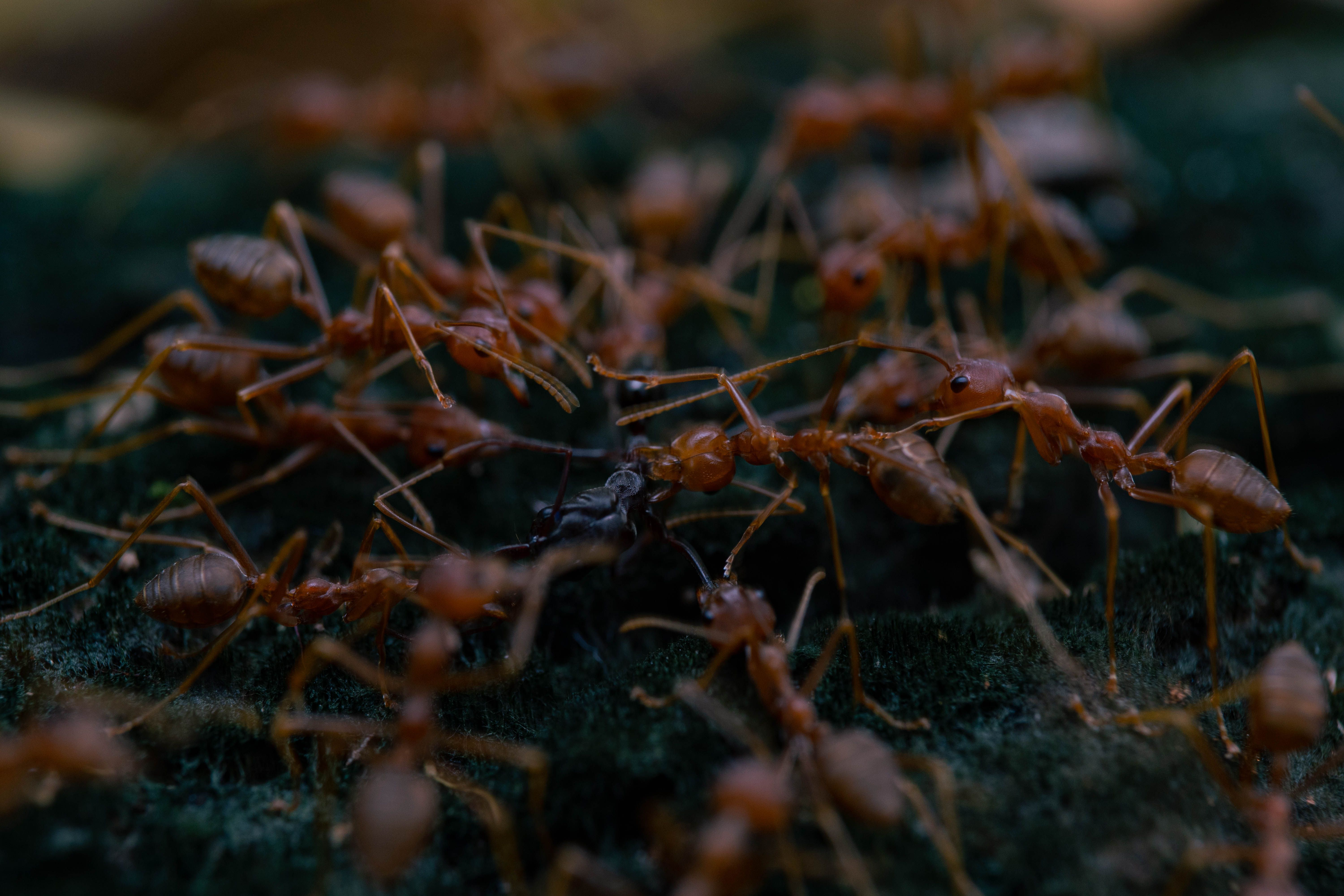 Close-Up Shot of Fire Ants · Free Stock Photo