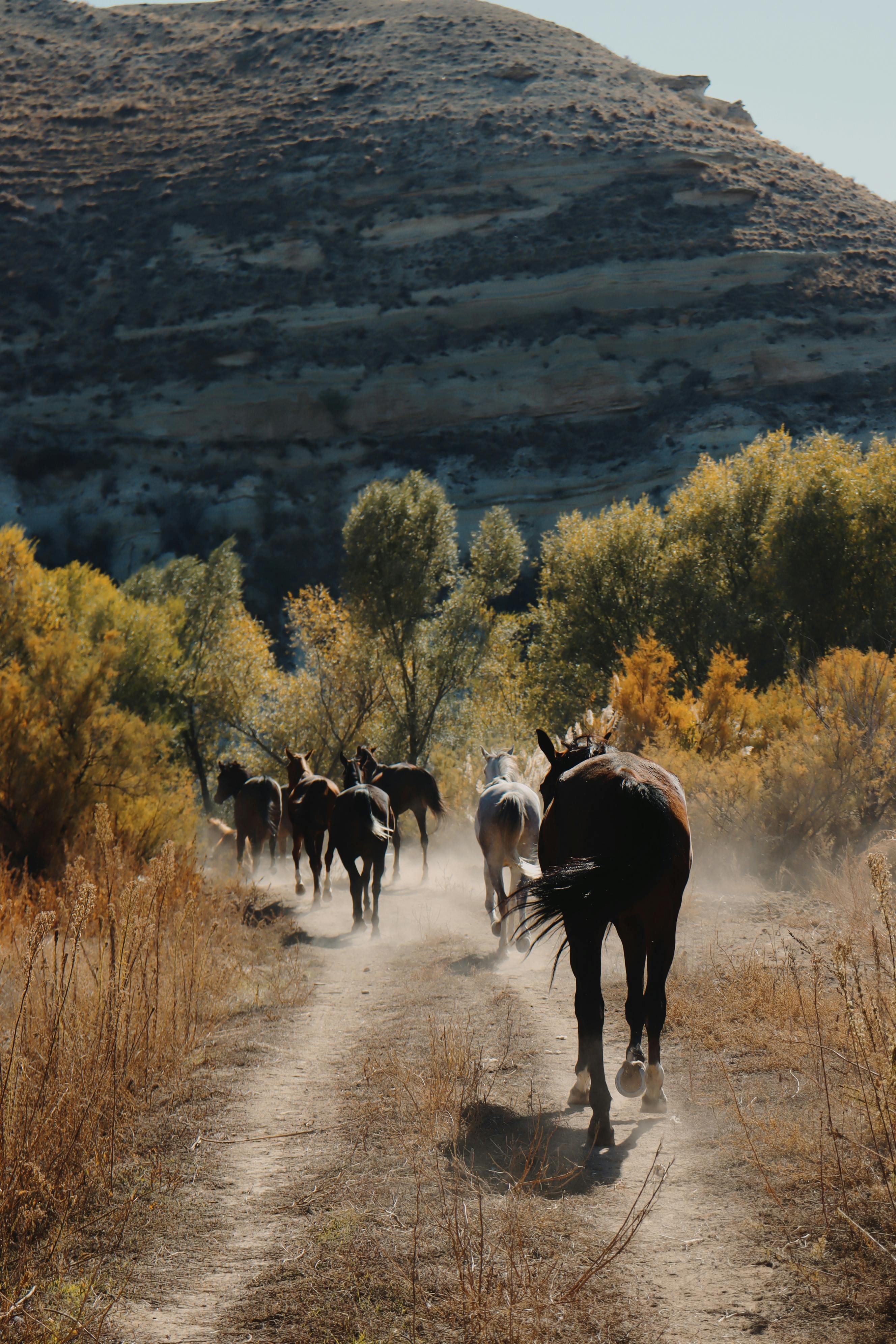 Galop Inzest Photos, Download The BEST Free Galop Inzest Stock Photos ...