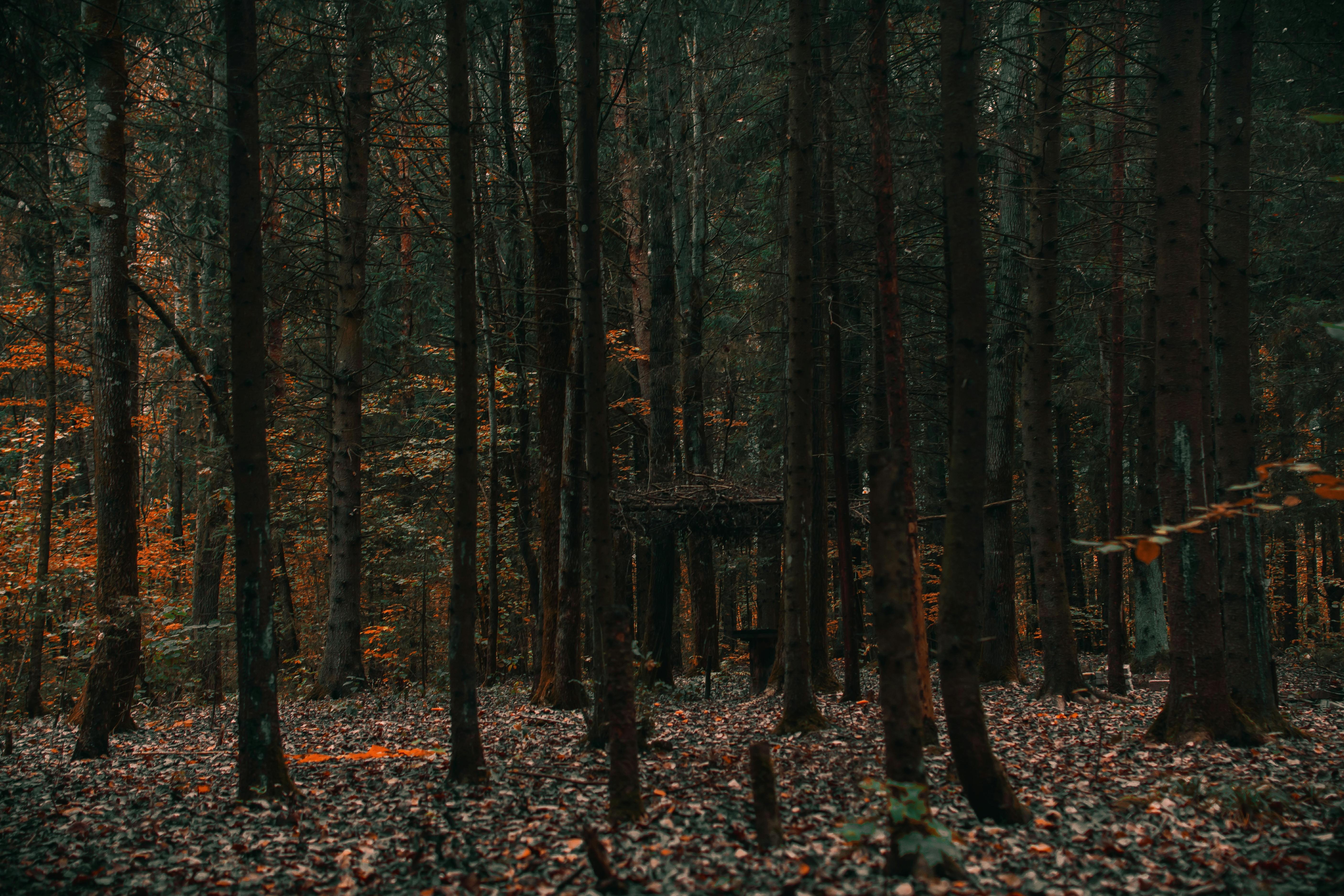 Empty Forest · Free Stock Photo