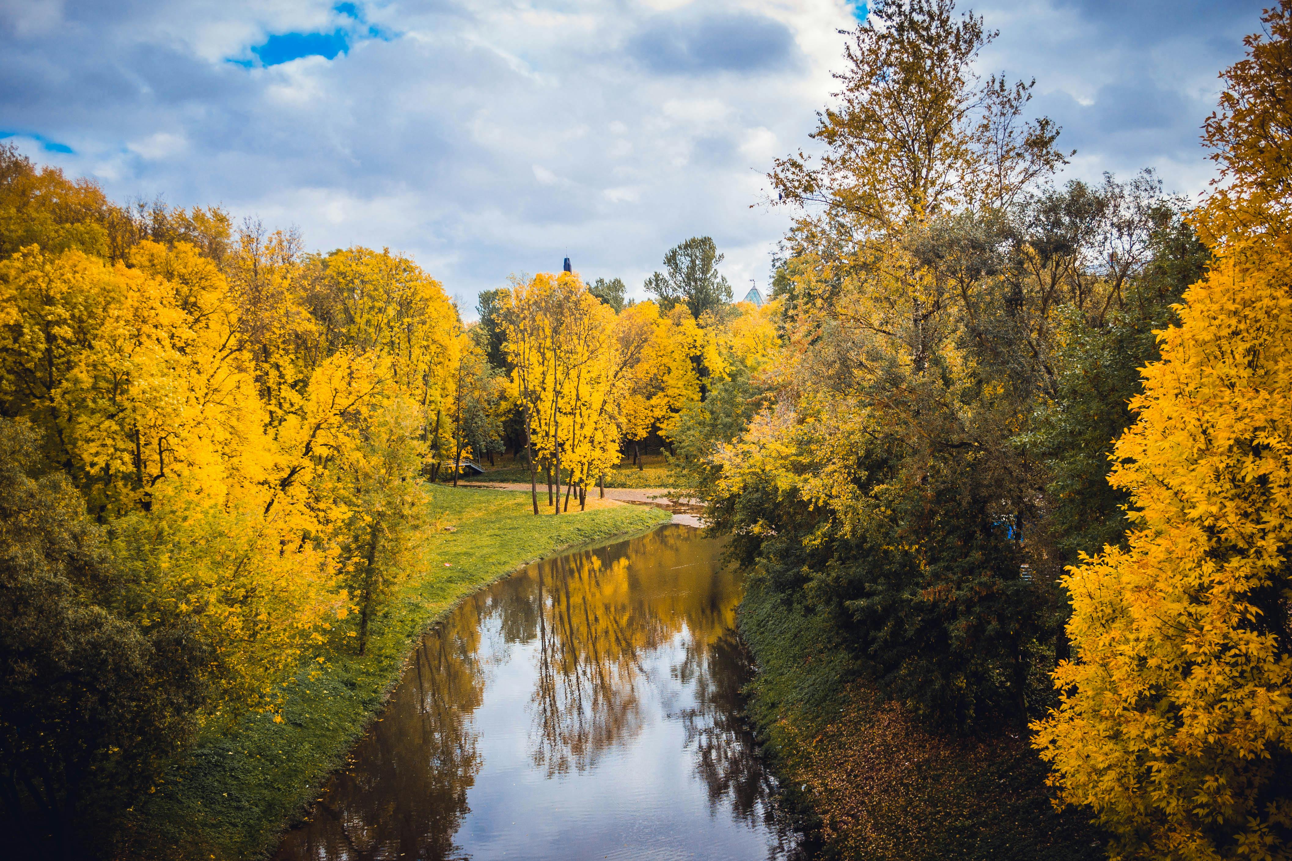 River Surrounded By Trees · Free Stock Photo River Surrounded By Trees · Free Stock Photo