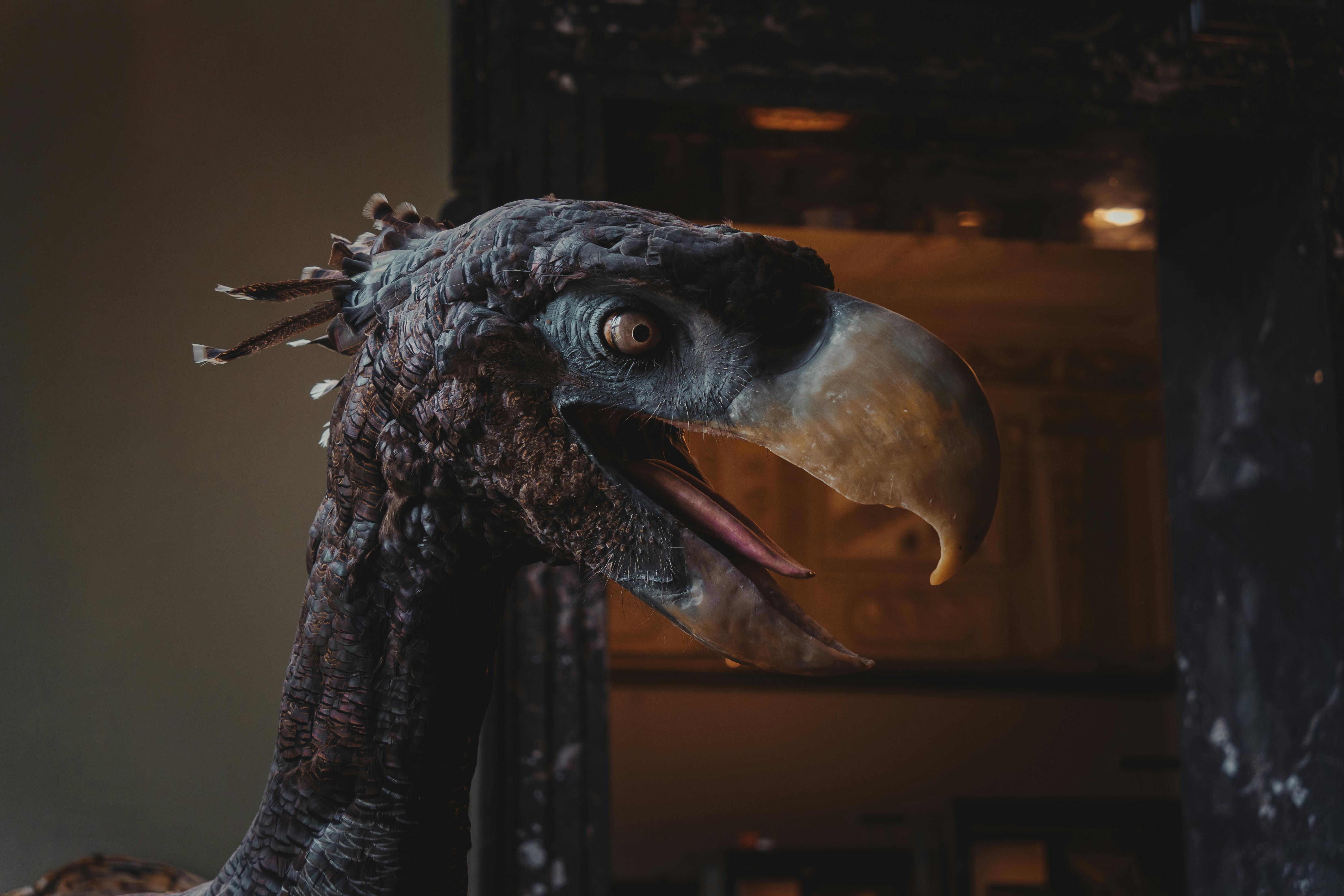 Dodo Bird: Extinction Story and Cultural Impact Explained
