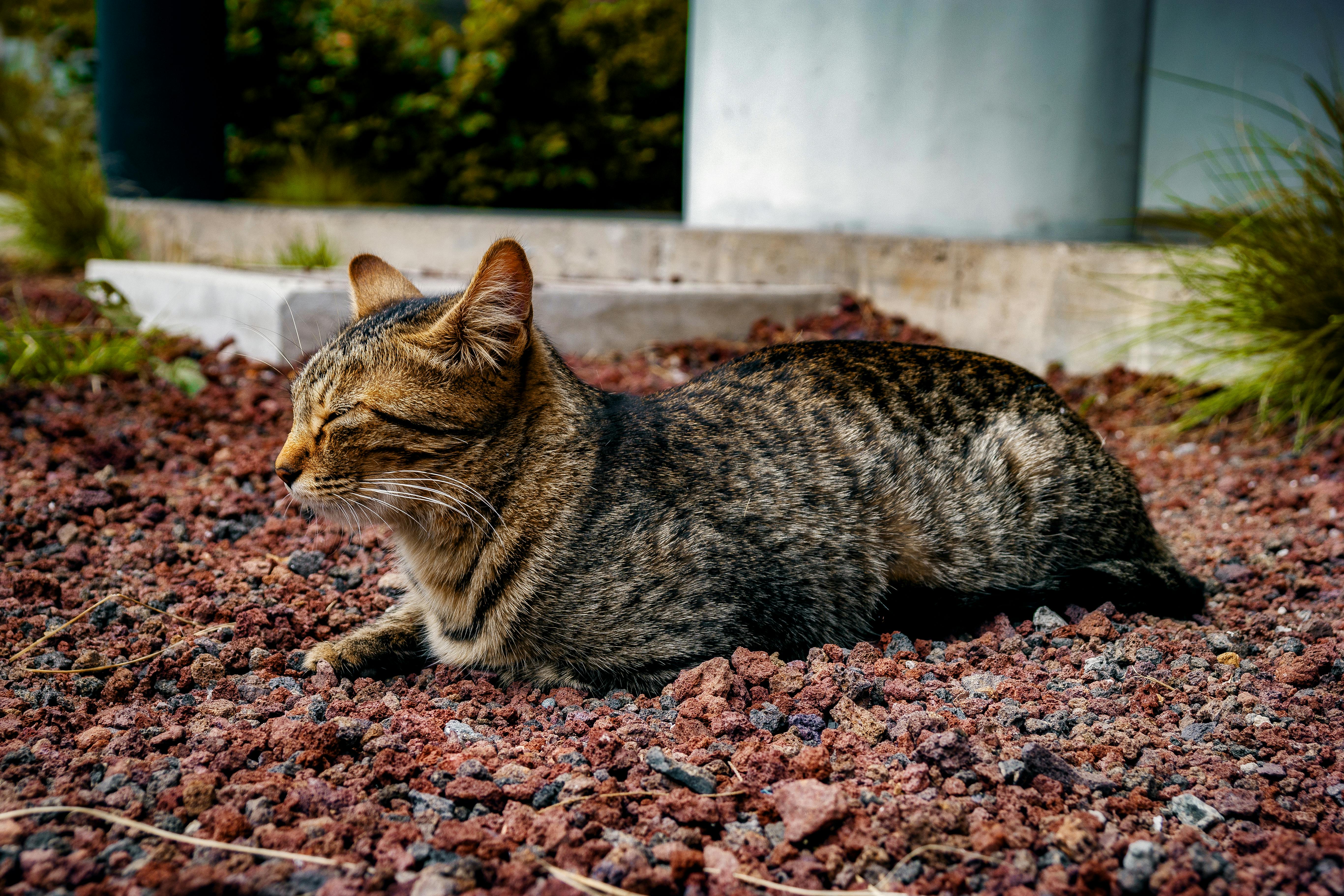 Brown Tabby Cat Lying on Ground · Free Stock Photo