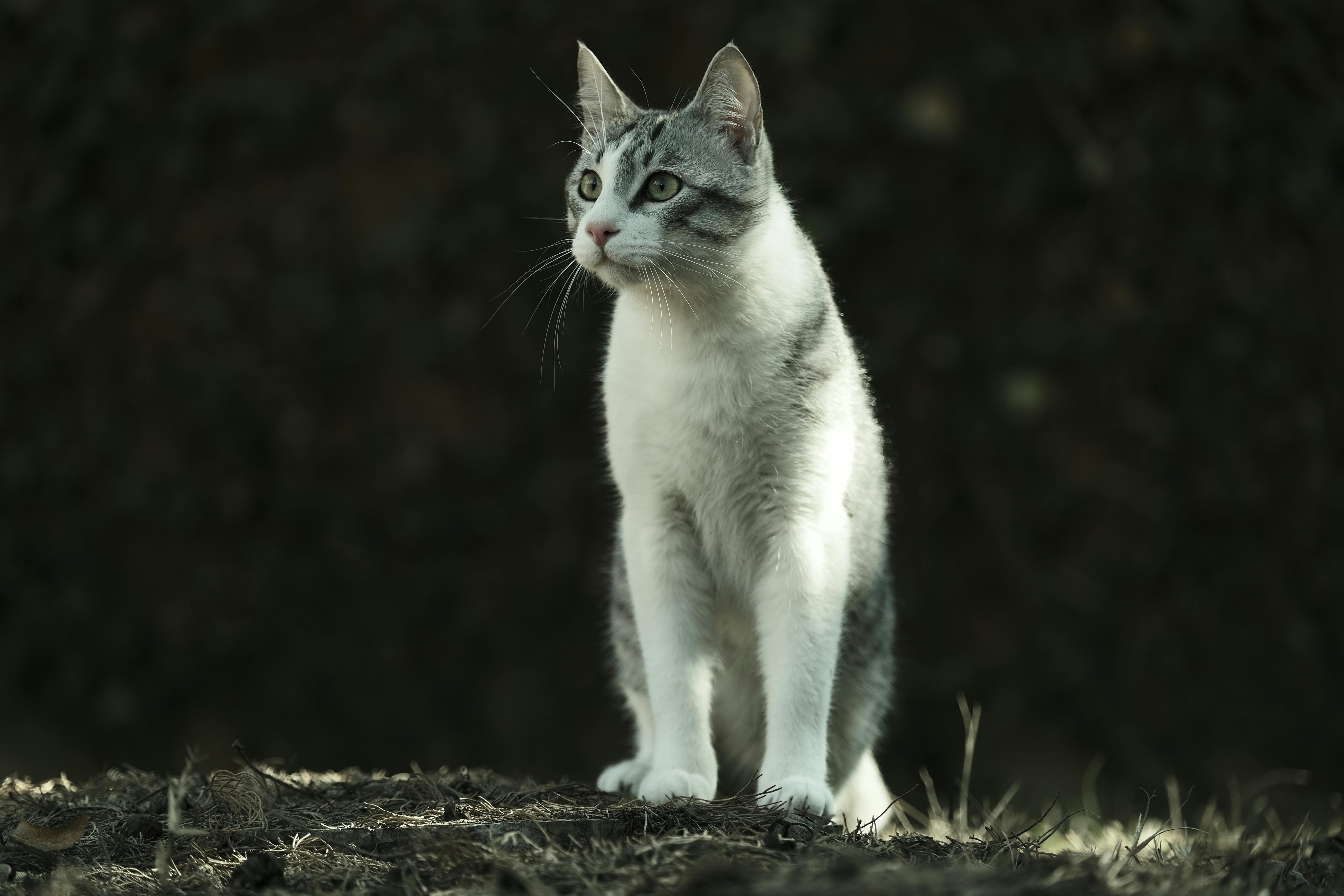 Race Cat Photos, Download Free Race Cat Stock Photos & HD Images