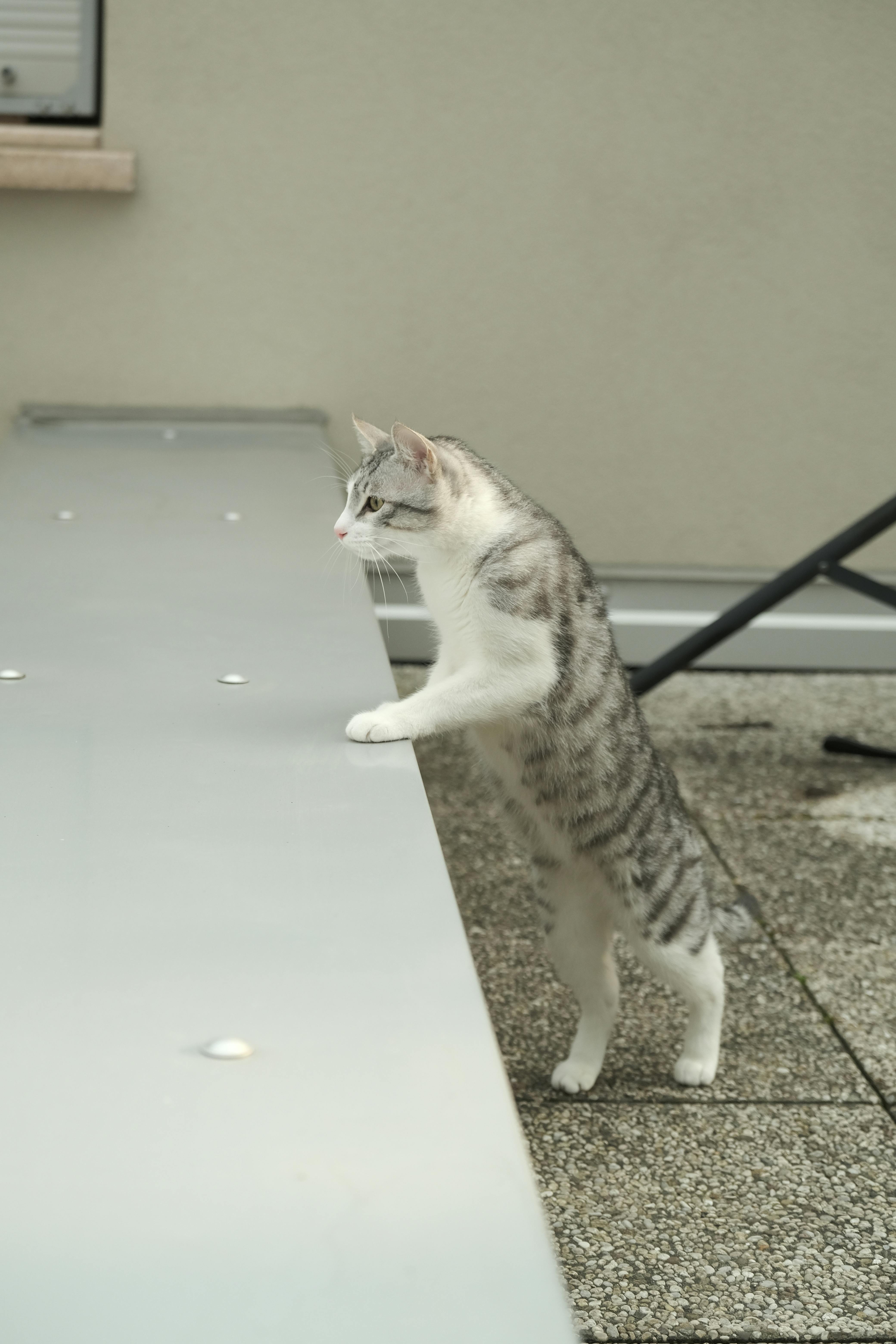 Pondering Cat Photos, Download Free Pondering Cat Stock Photos & HD Images