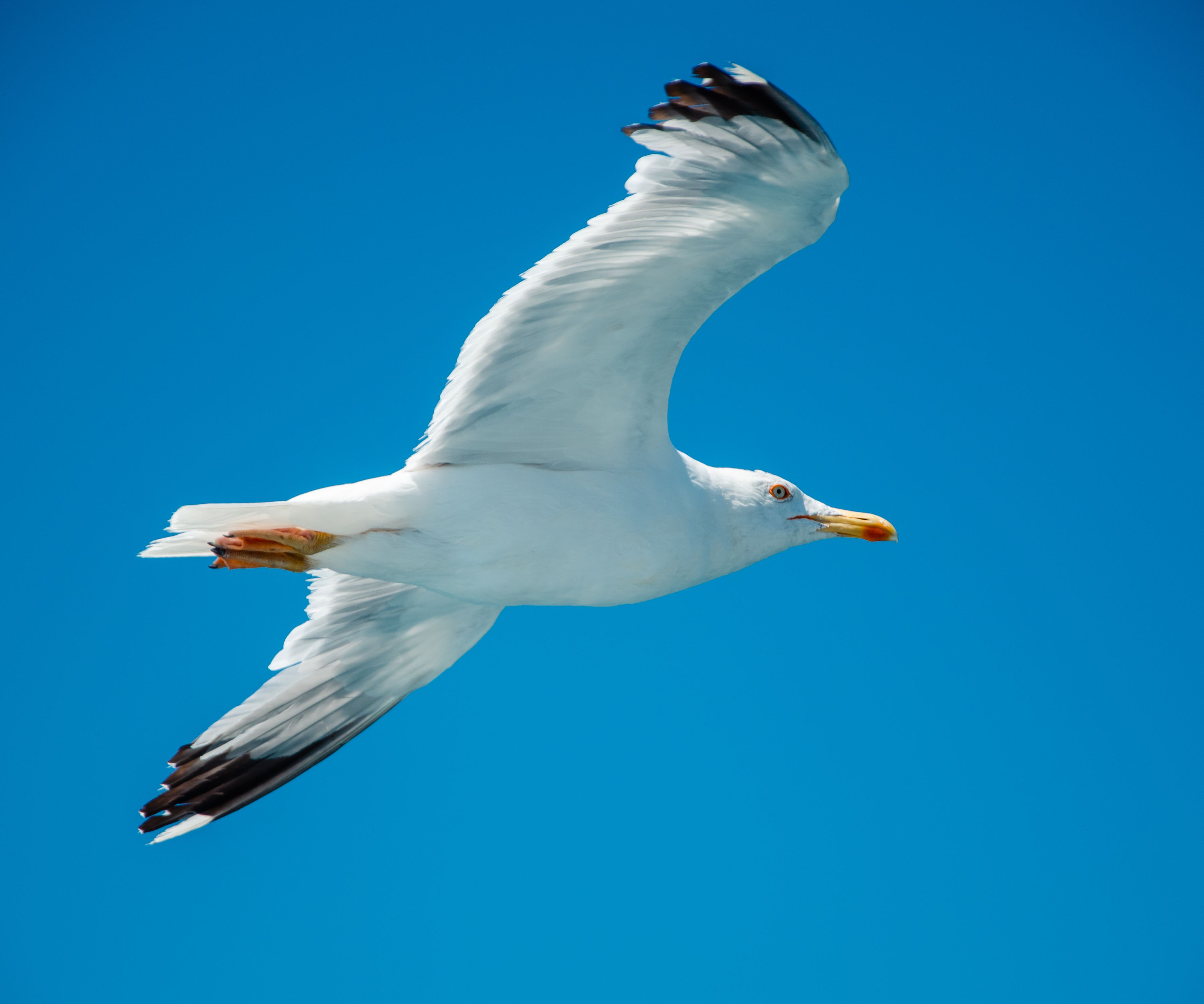 Close-Up Shot of a Flying Gull · Free Stock Photo