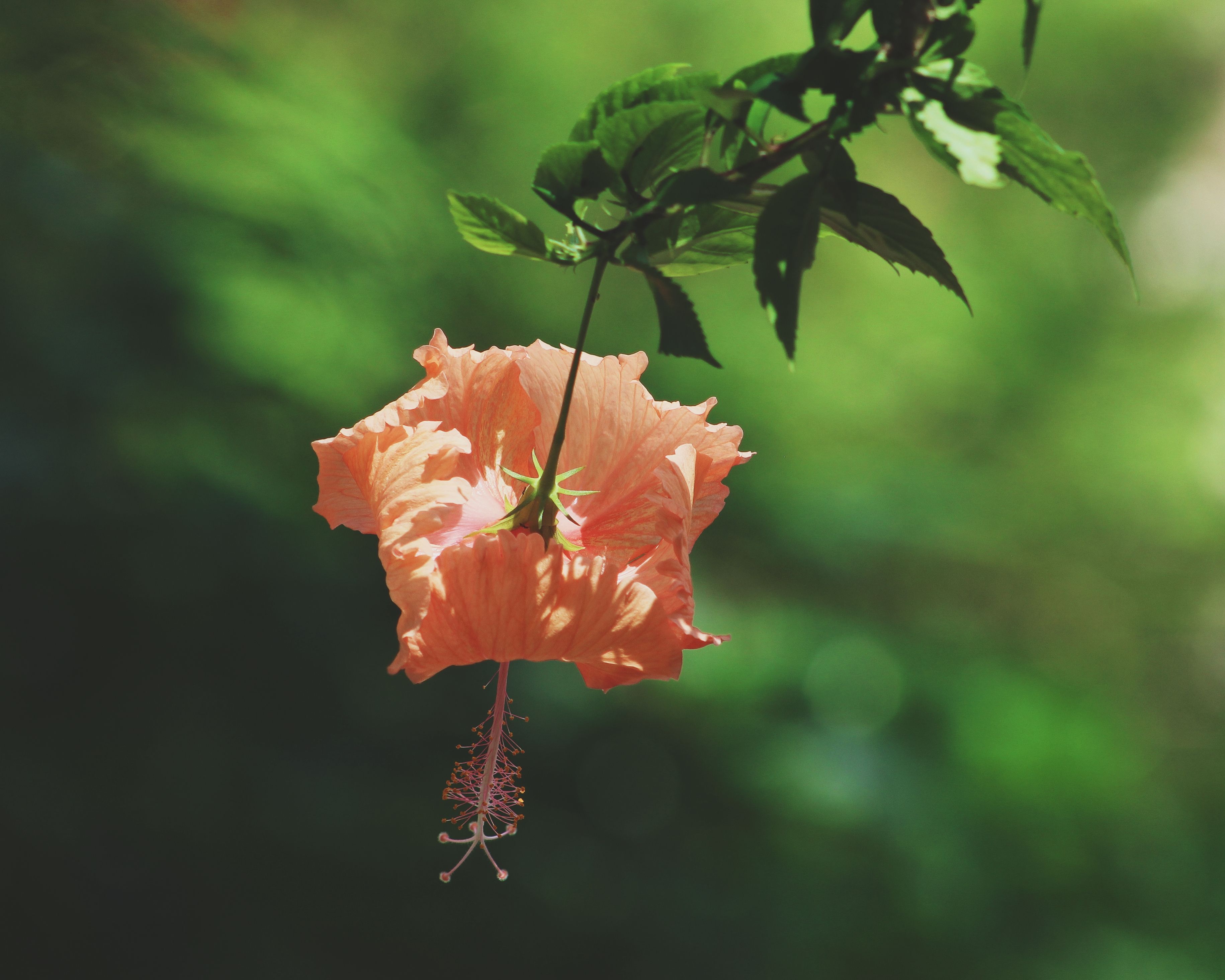 Close-Up Shot of a Hibiscus Flower · Free Stock Photo