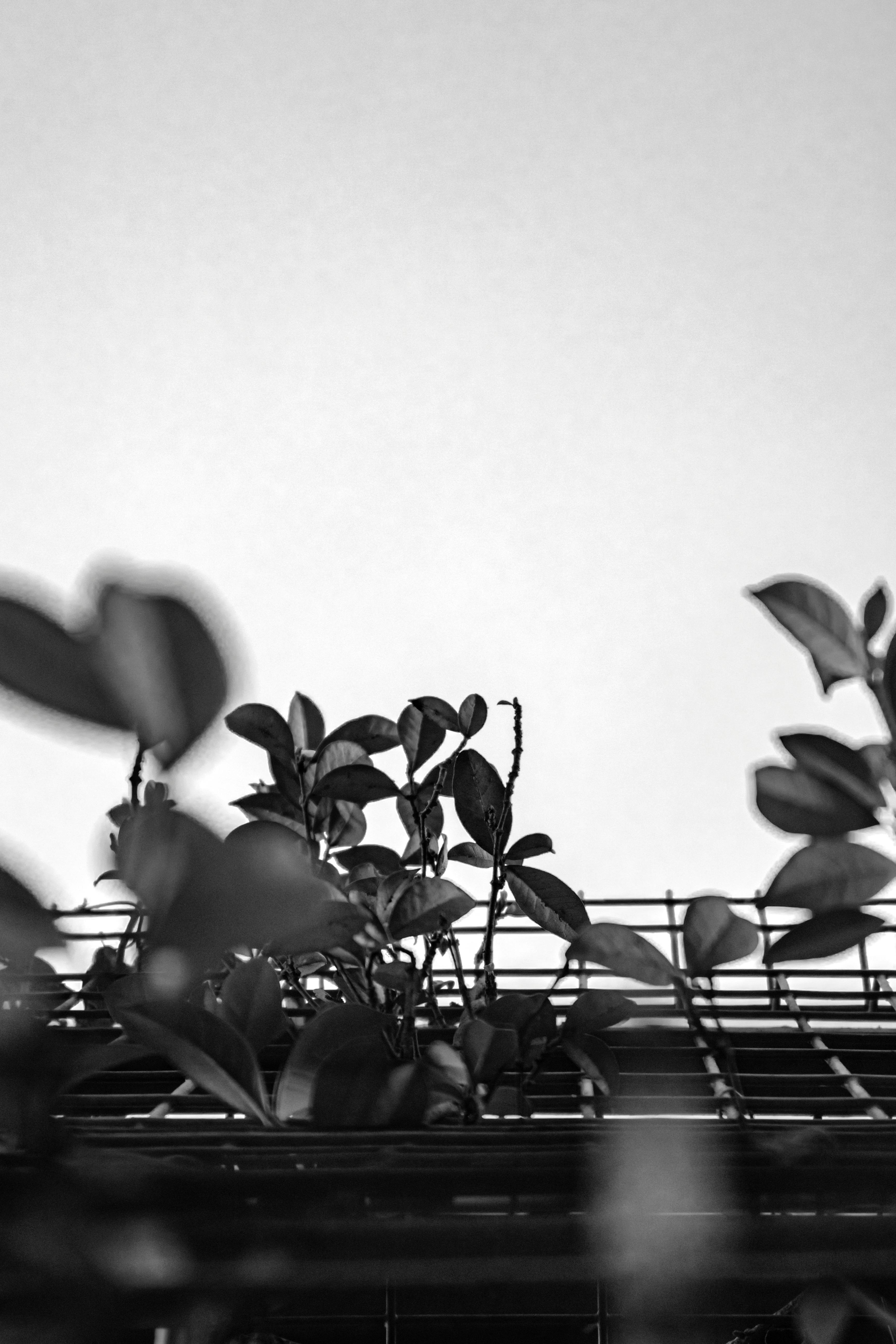 Grayscale Photo of Plant Leaves · Free Stock Photo