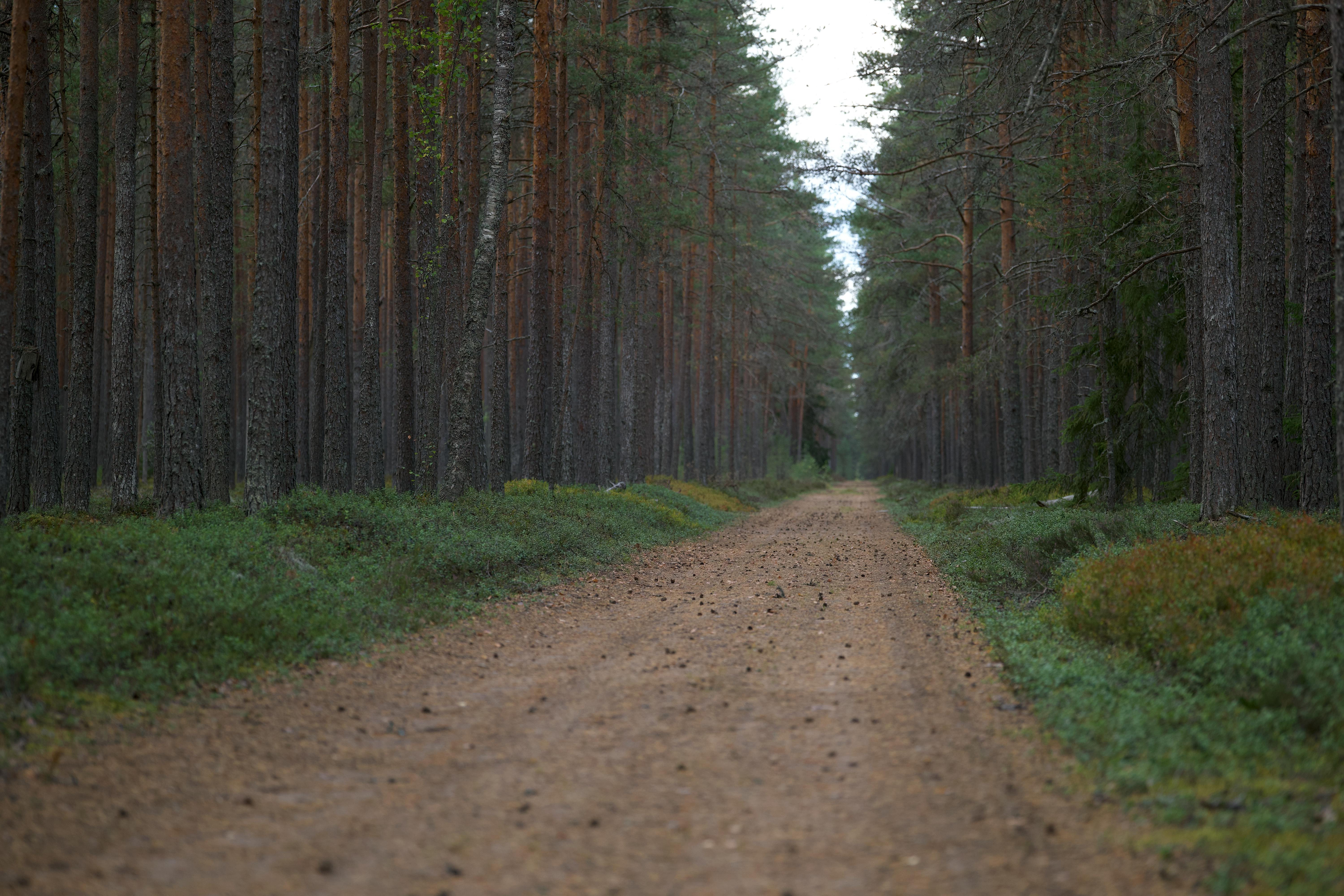 Path With Trees In Between · Free Stock Photo