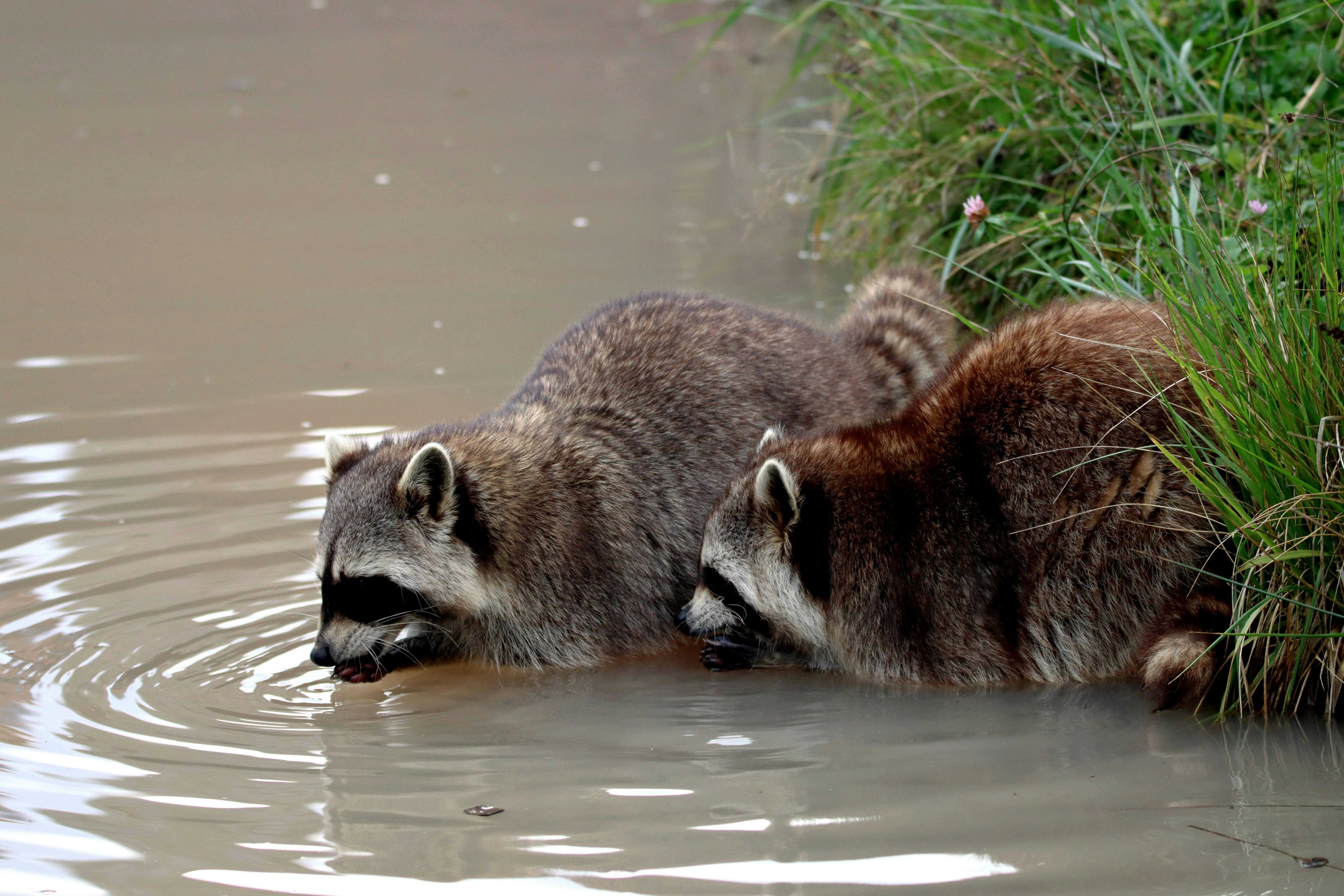 Raccoons Photos, Download The BEST Free Raccoons Stock Photos & HD Images