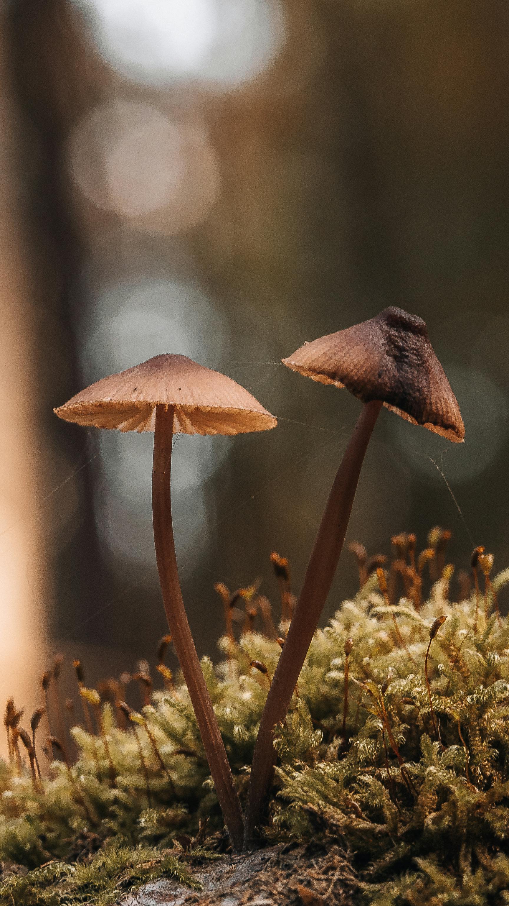 Close-Up Photo of Fungi · Free Stock Photo