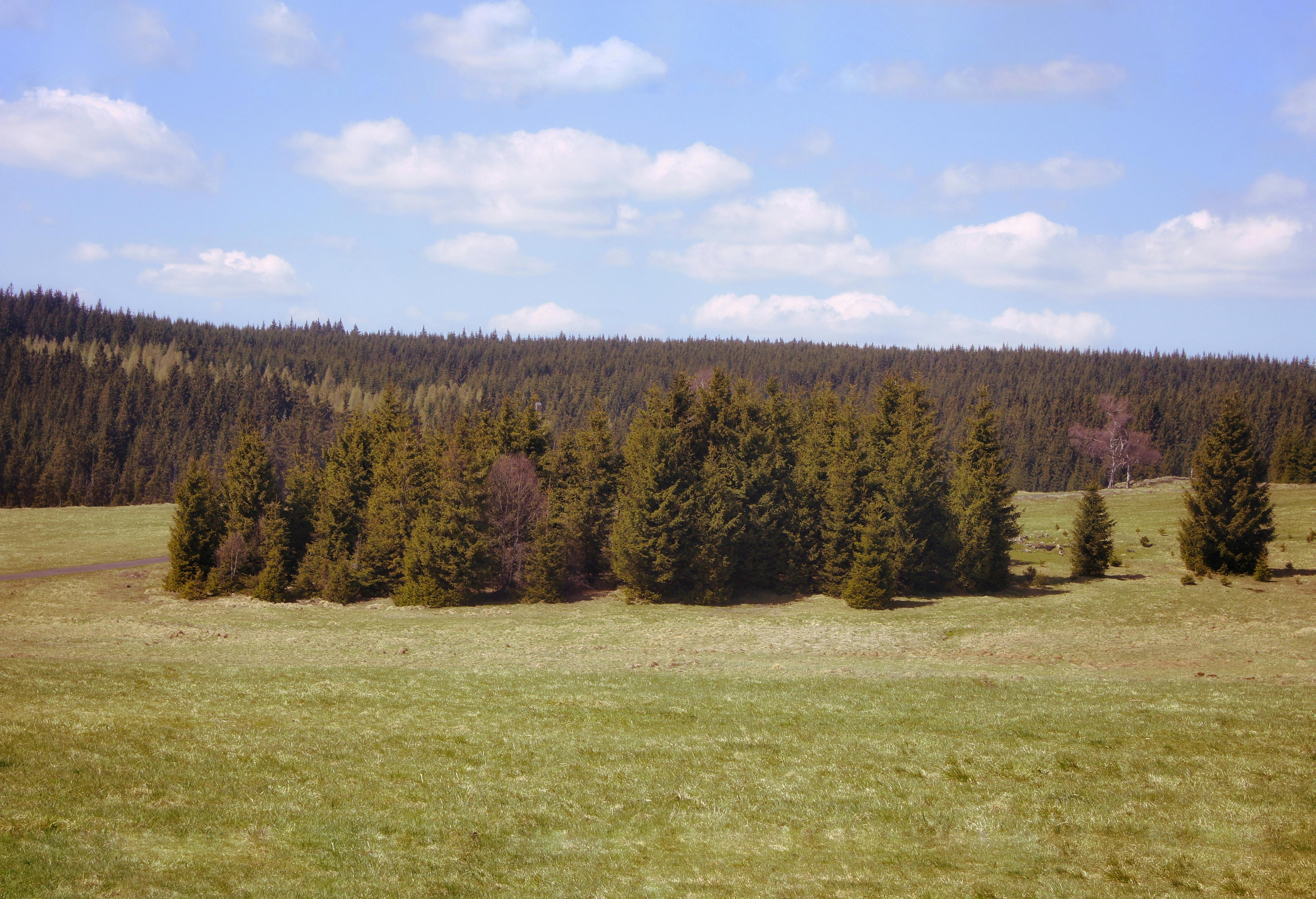Bright Green Trees in a Forest on a Hill · Free Stock Photo