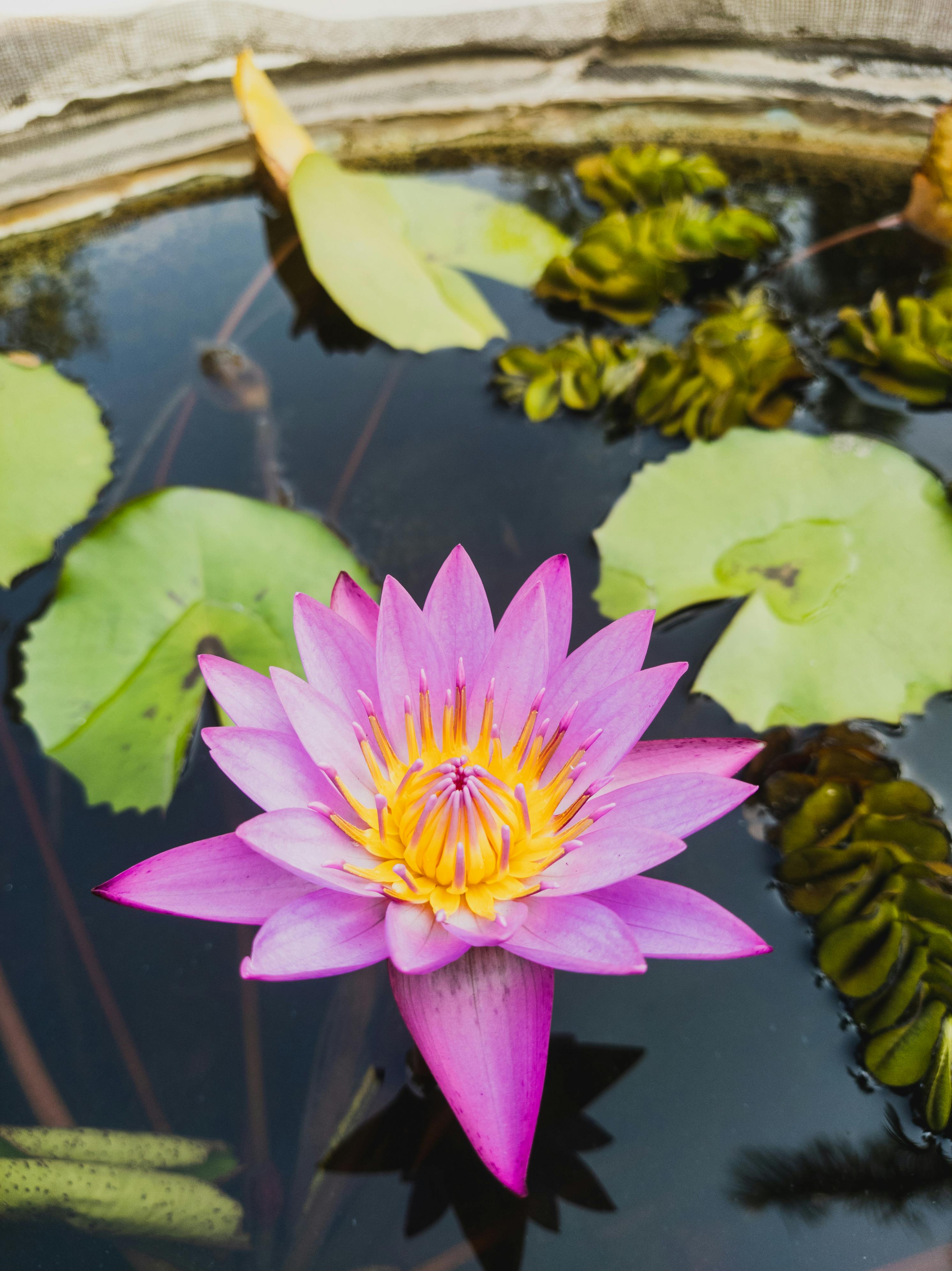 A Blooming Water Lily · Free Stock Photo