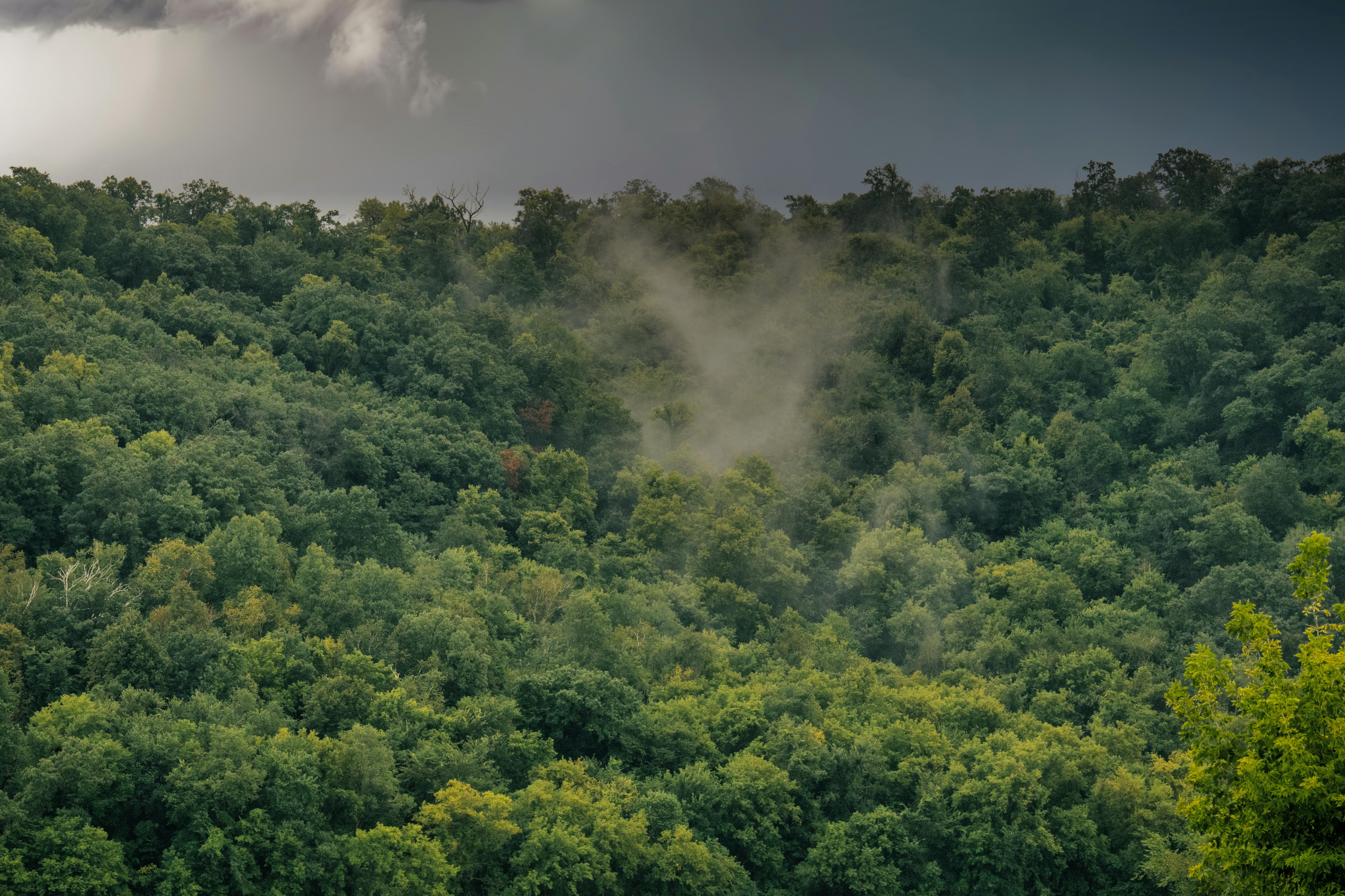 Green Trees in the Forest · Free Stock Photo