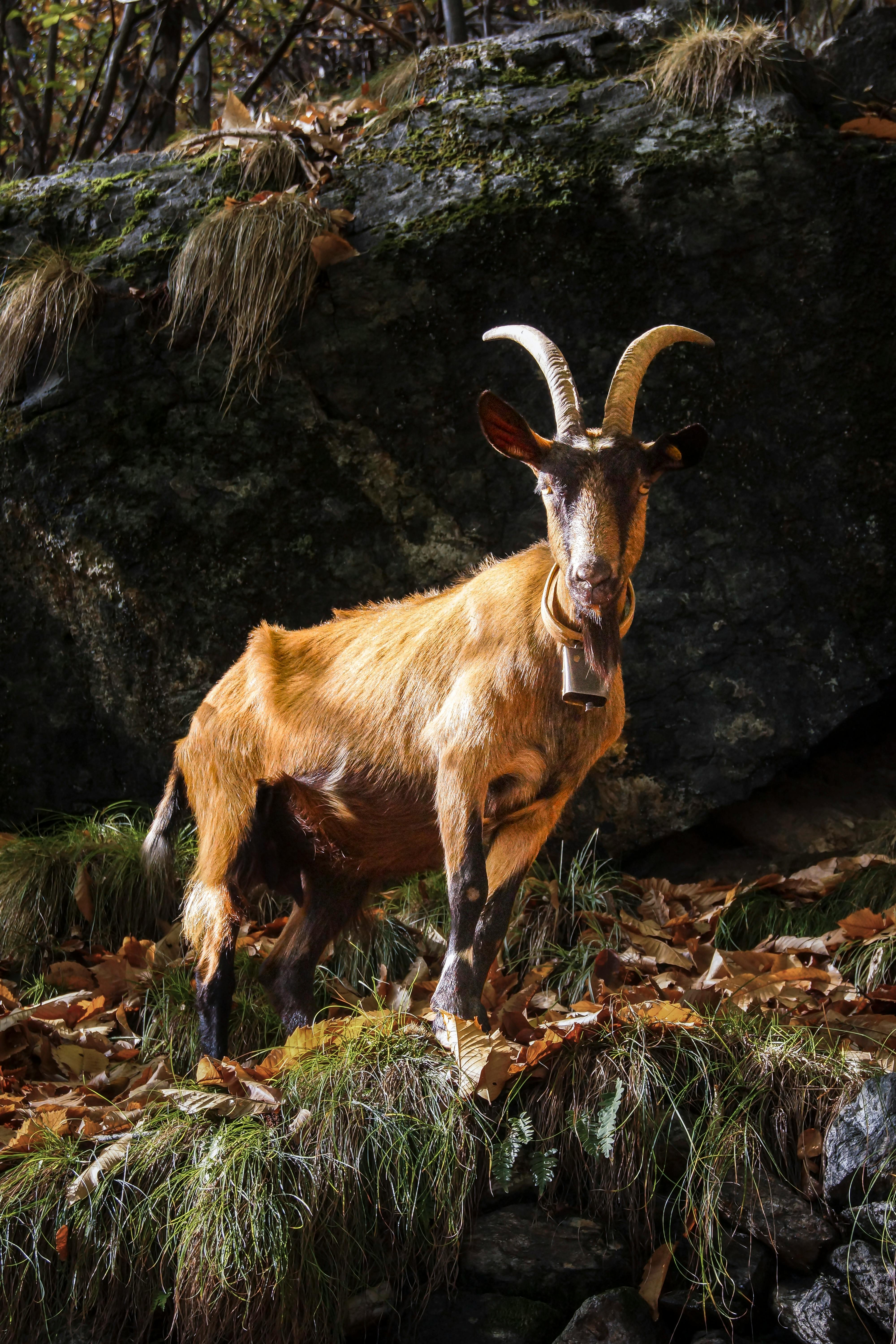 Chamois Coloured Goat Photos, Download The BEST Free Chamois Coloured ...