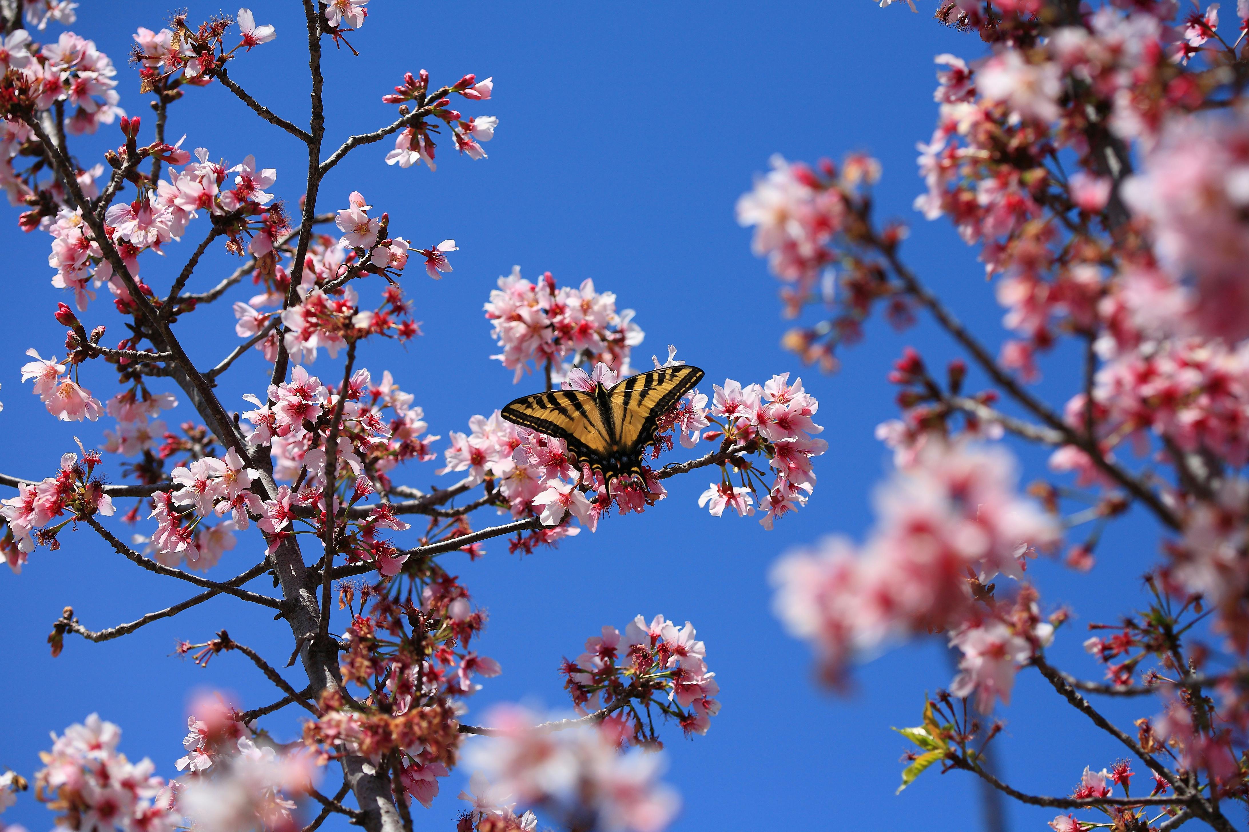 Butterfly on a Tree Branch · Free Stock Photo