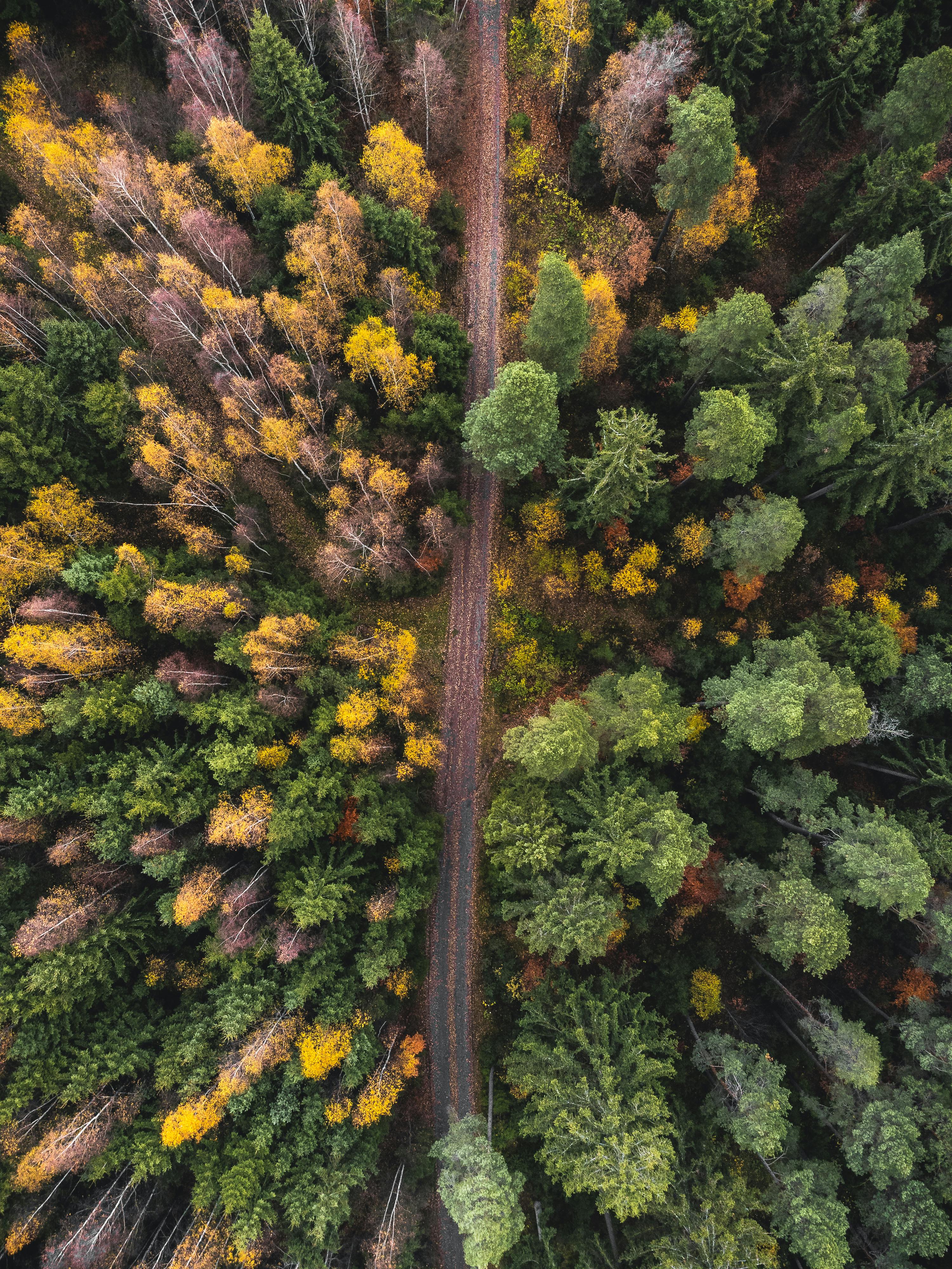 Drone Shot of Road in Between Trees · Free Stock Photo