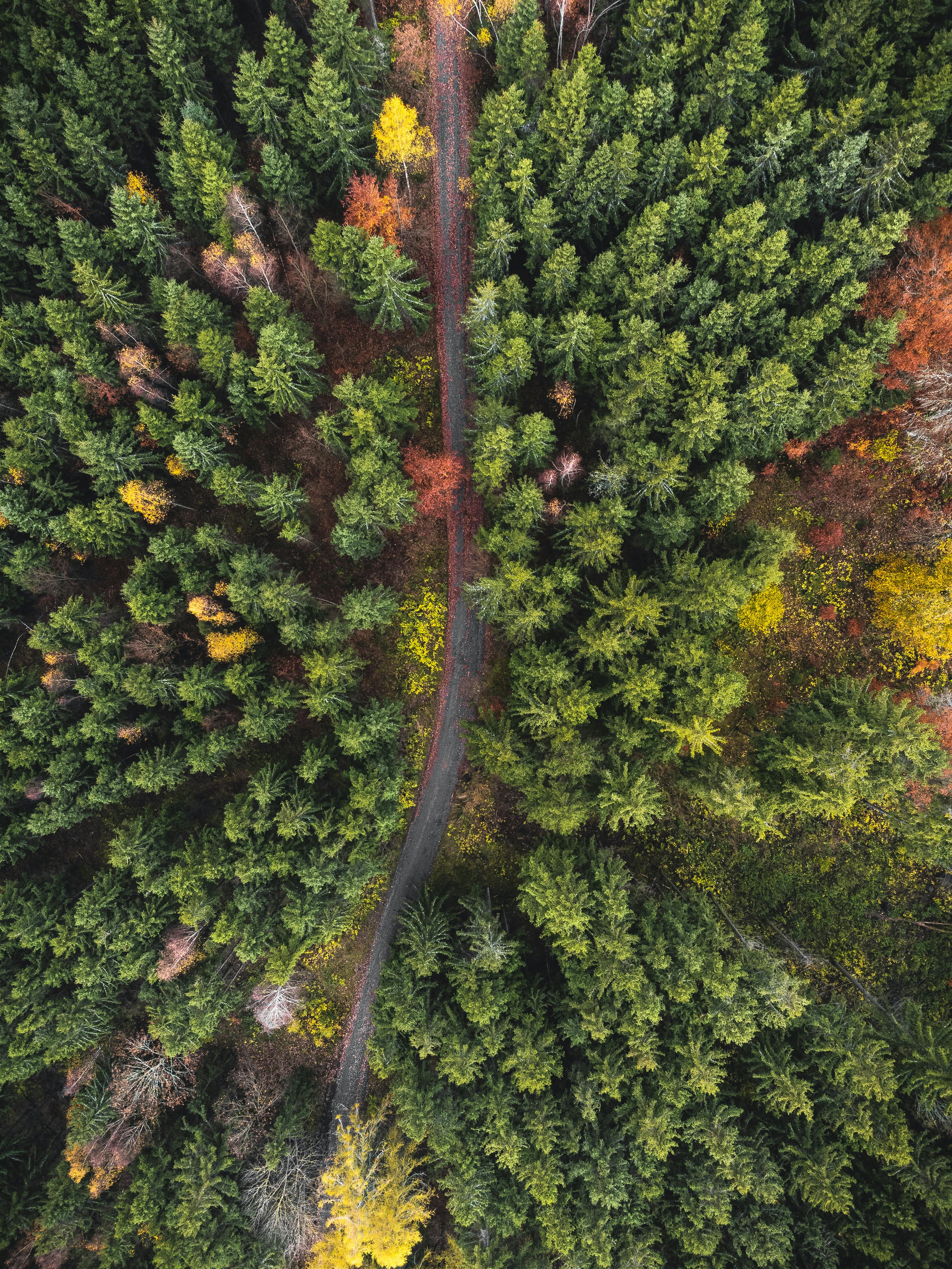 Aerial Photography of Trees · Free Stock Photo