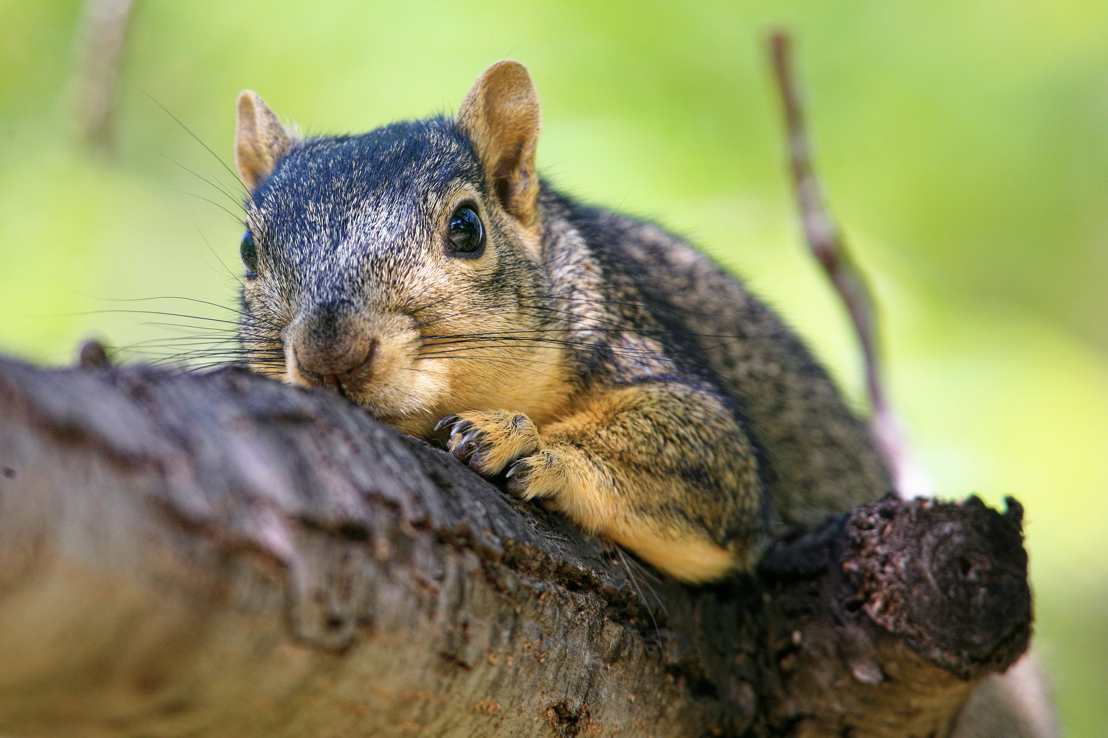 Squirrel on Brown Tree · Free Stock Photo